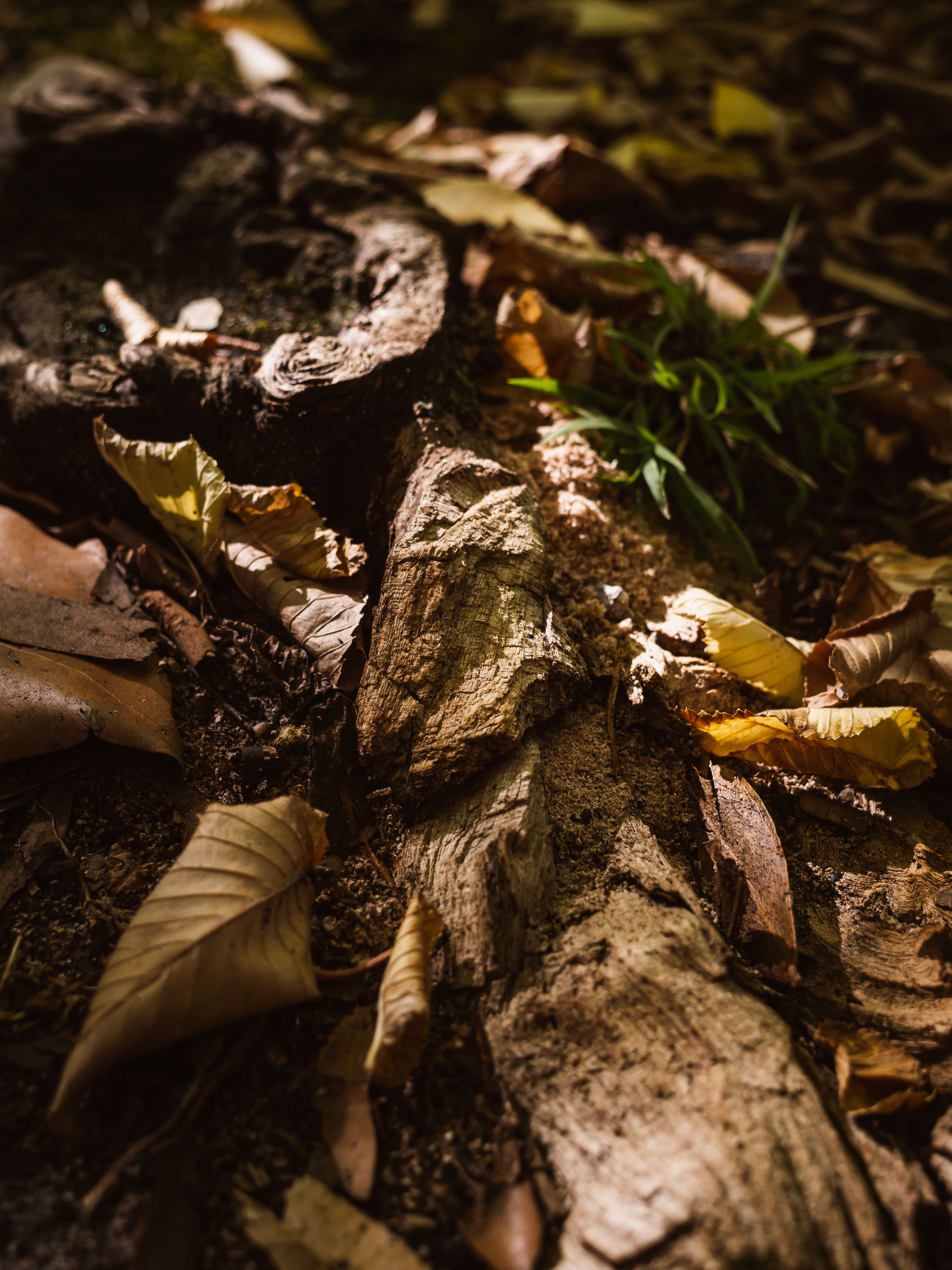 Giant Ancient Tree · Free Stock Photo