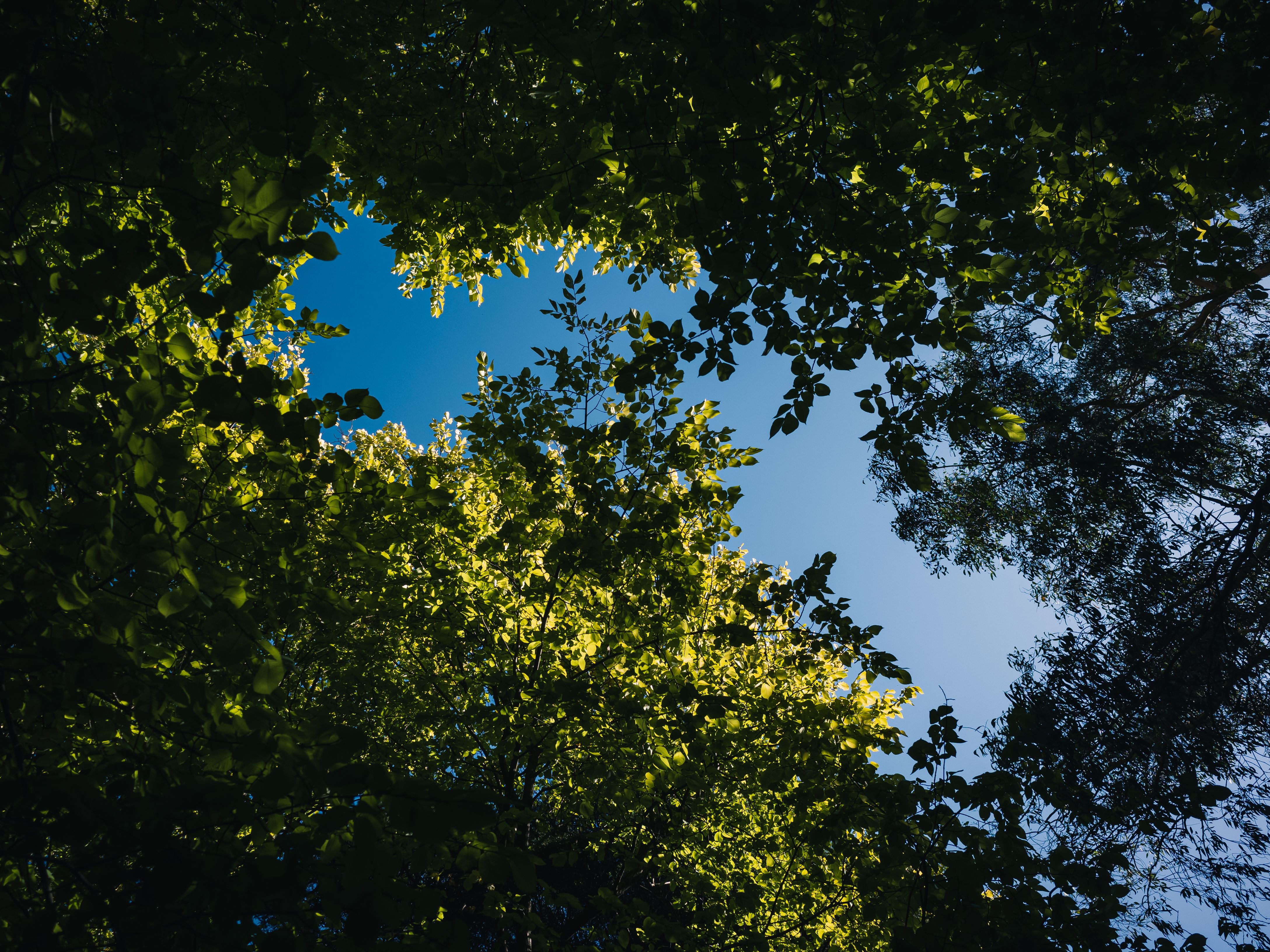Low Angle Shot of a Trees and Blue Sky · Free Stock Photo