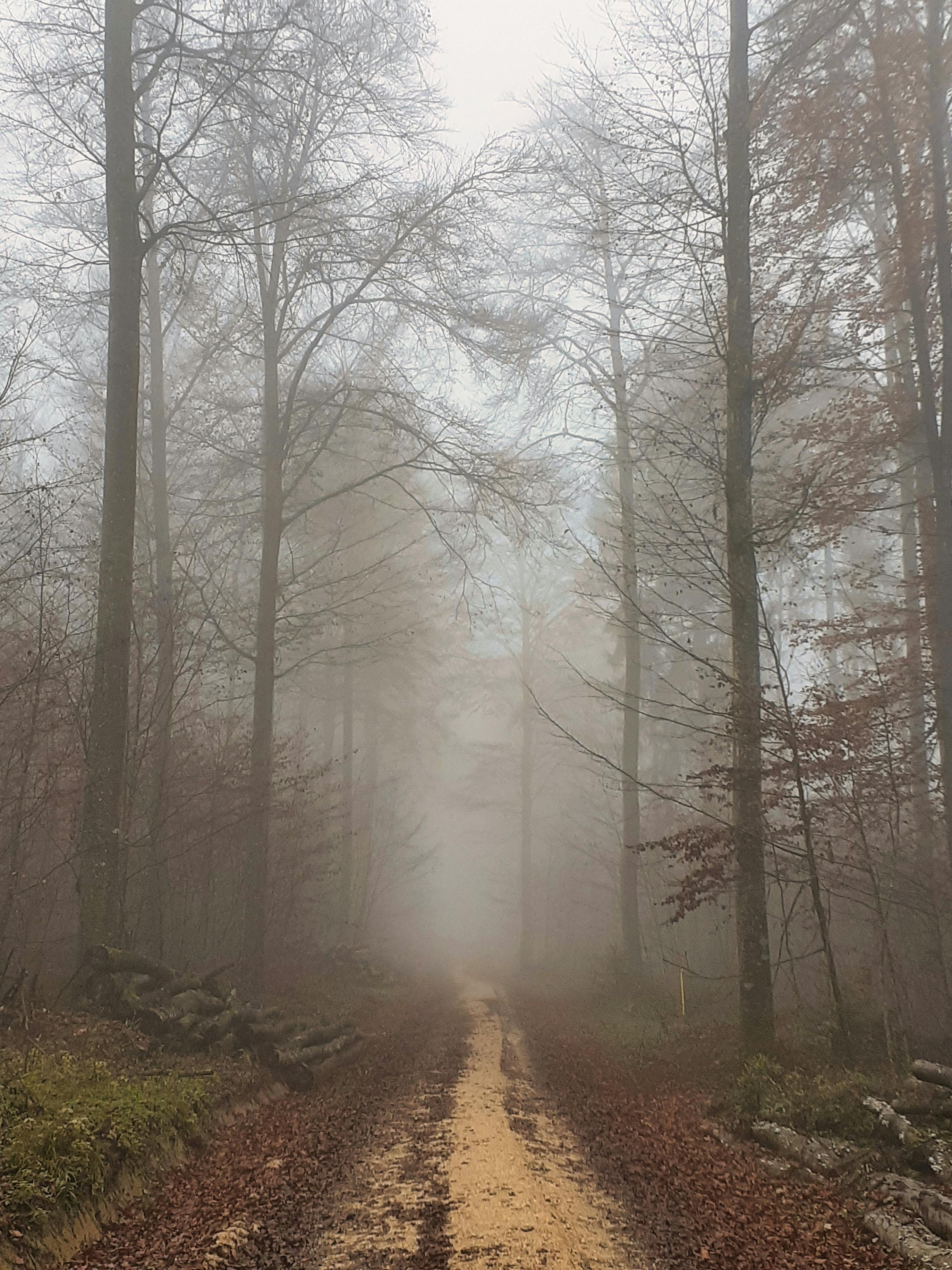 Black and White Photography of Tree · Free Stock Photo