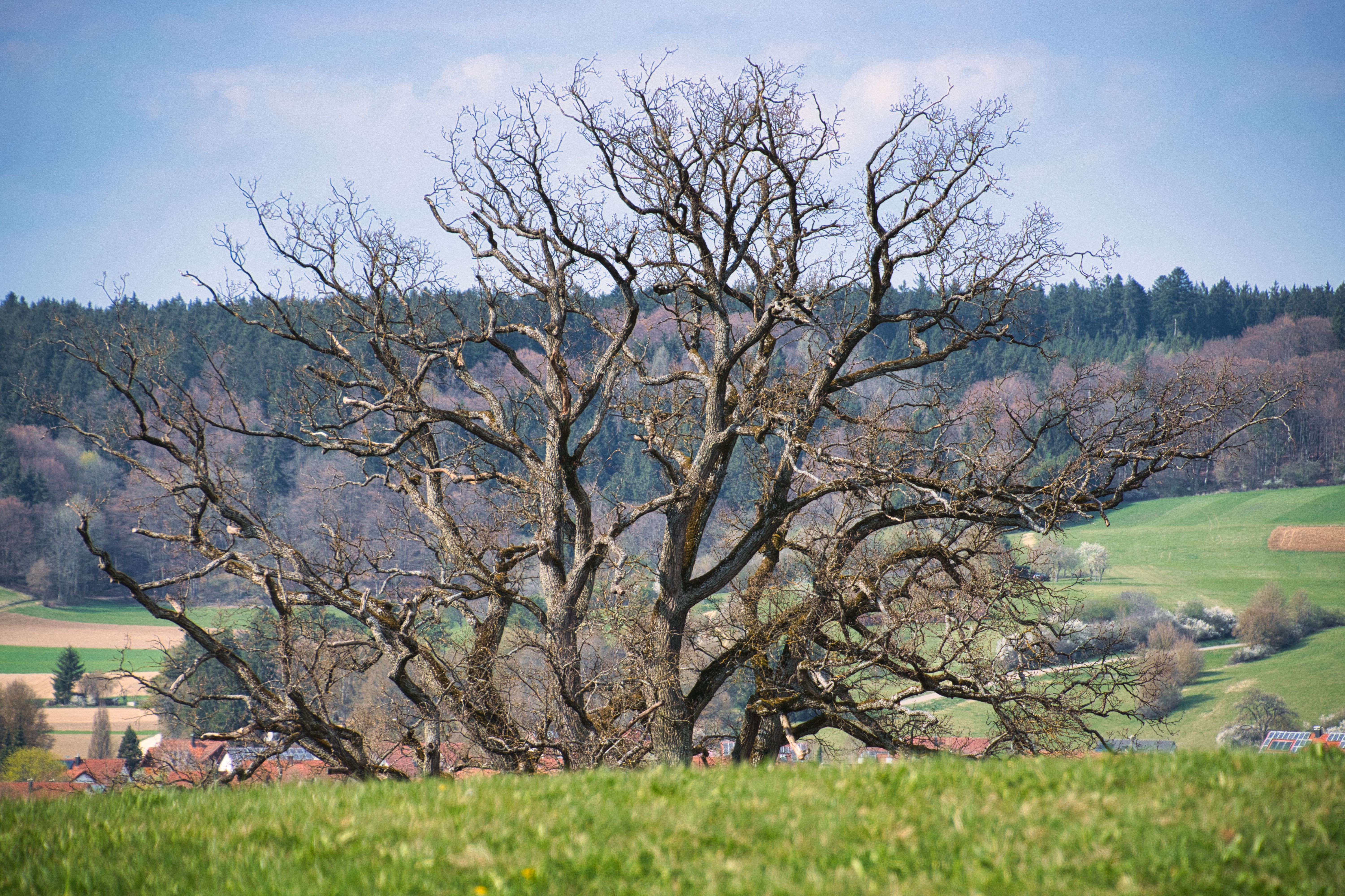 Withered Tree in Countryside · Free Stock Photo
