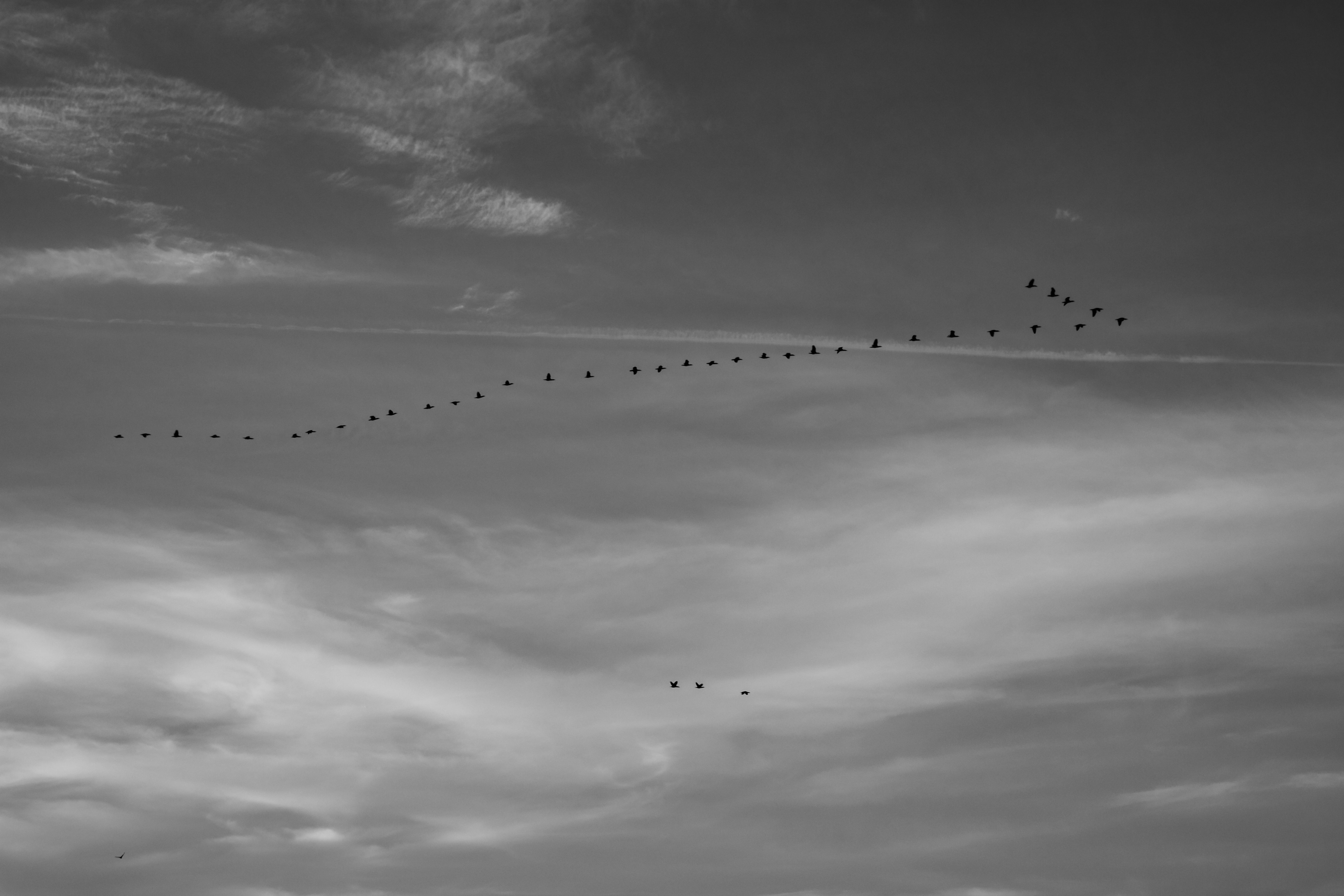Grayscale Photography of Bird Flying Above Dome Building · Free Stock Photo