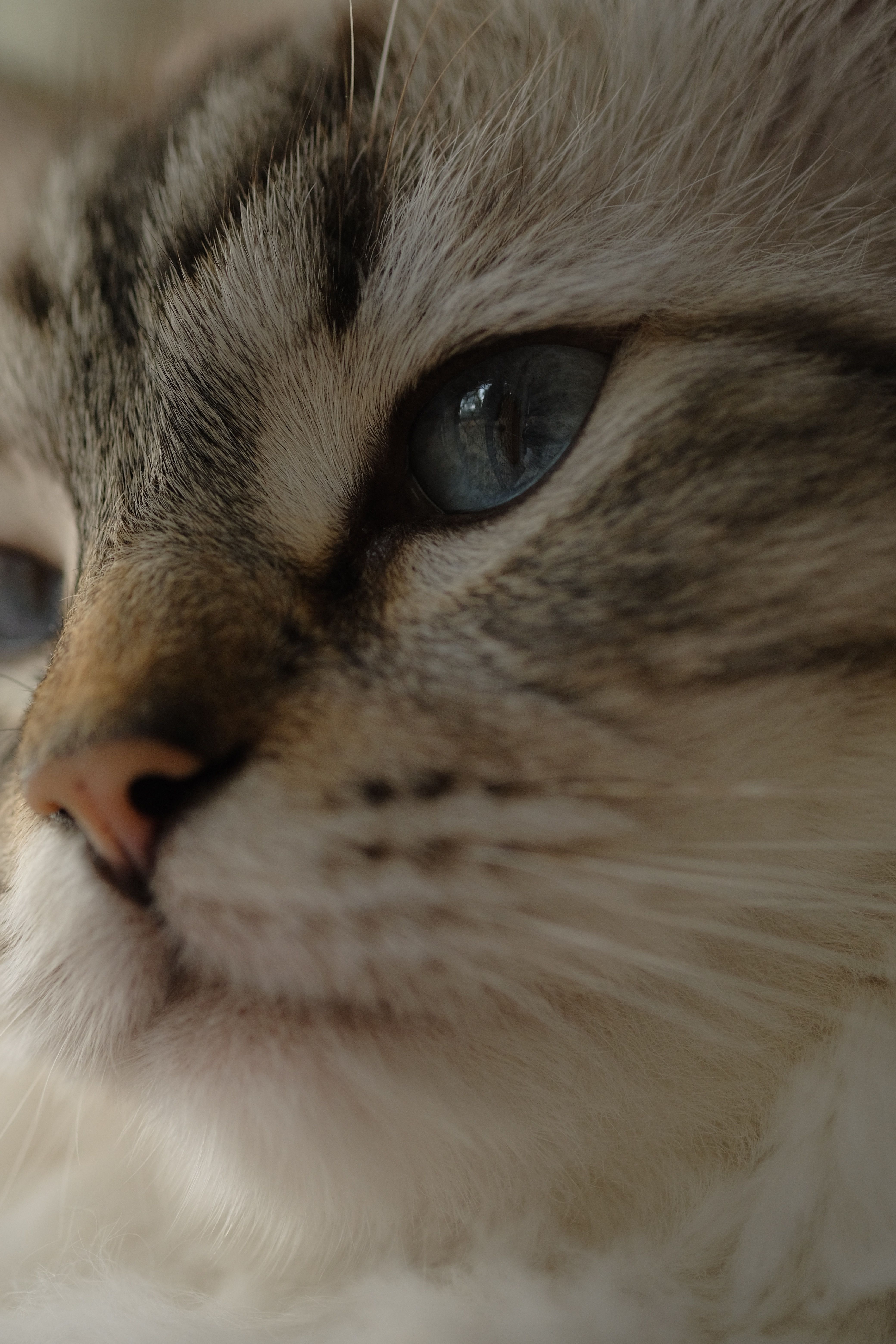 Close-Up Shot of a Cat · Free Stock Photo
