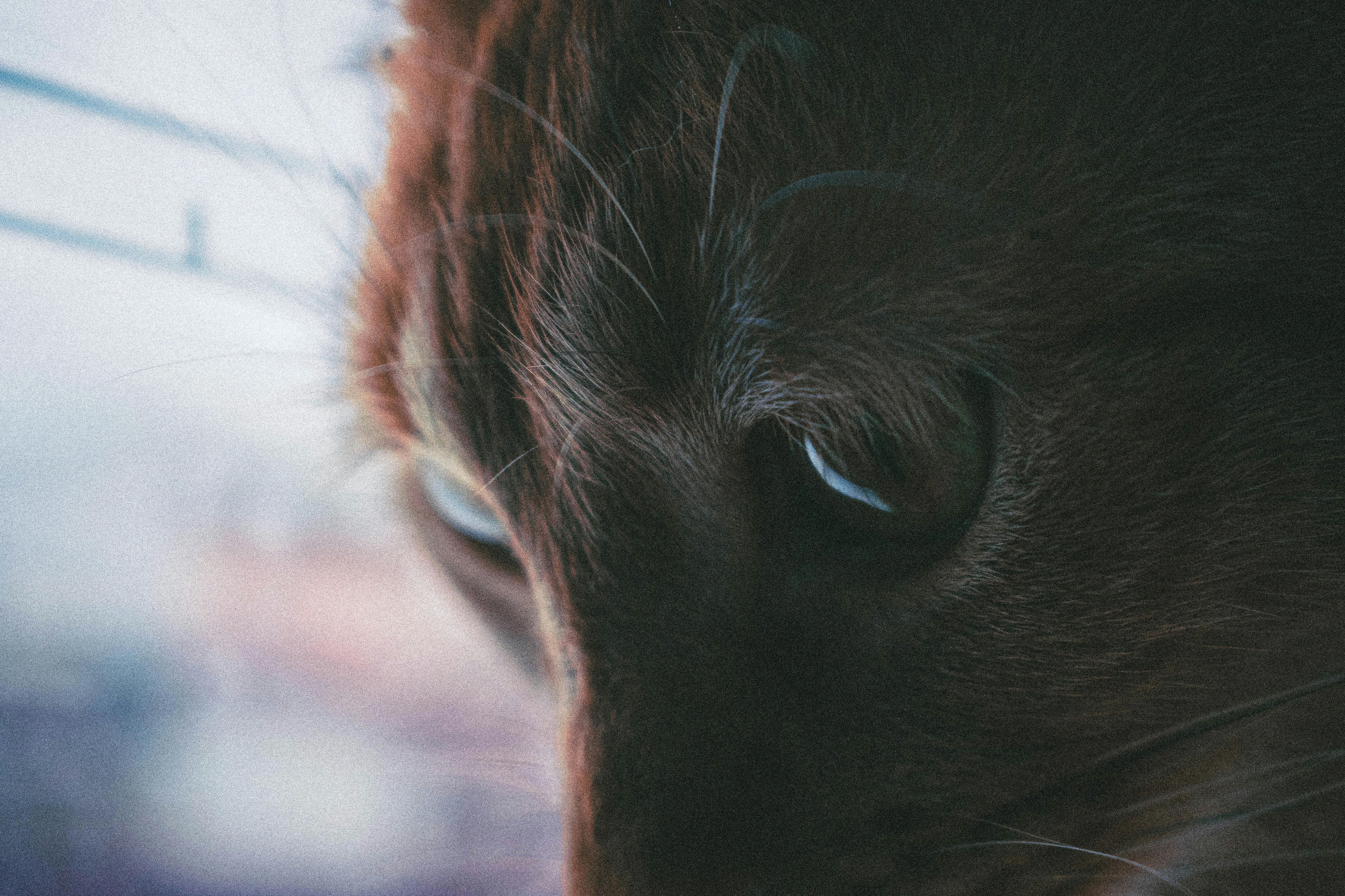 Close-up of a Cat Head · Free Stock Photo