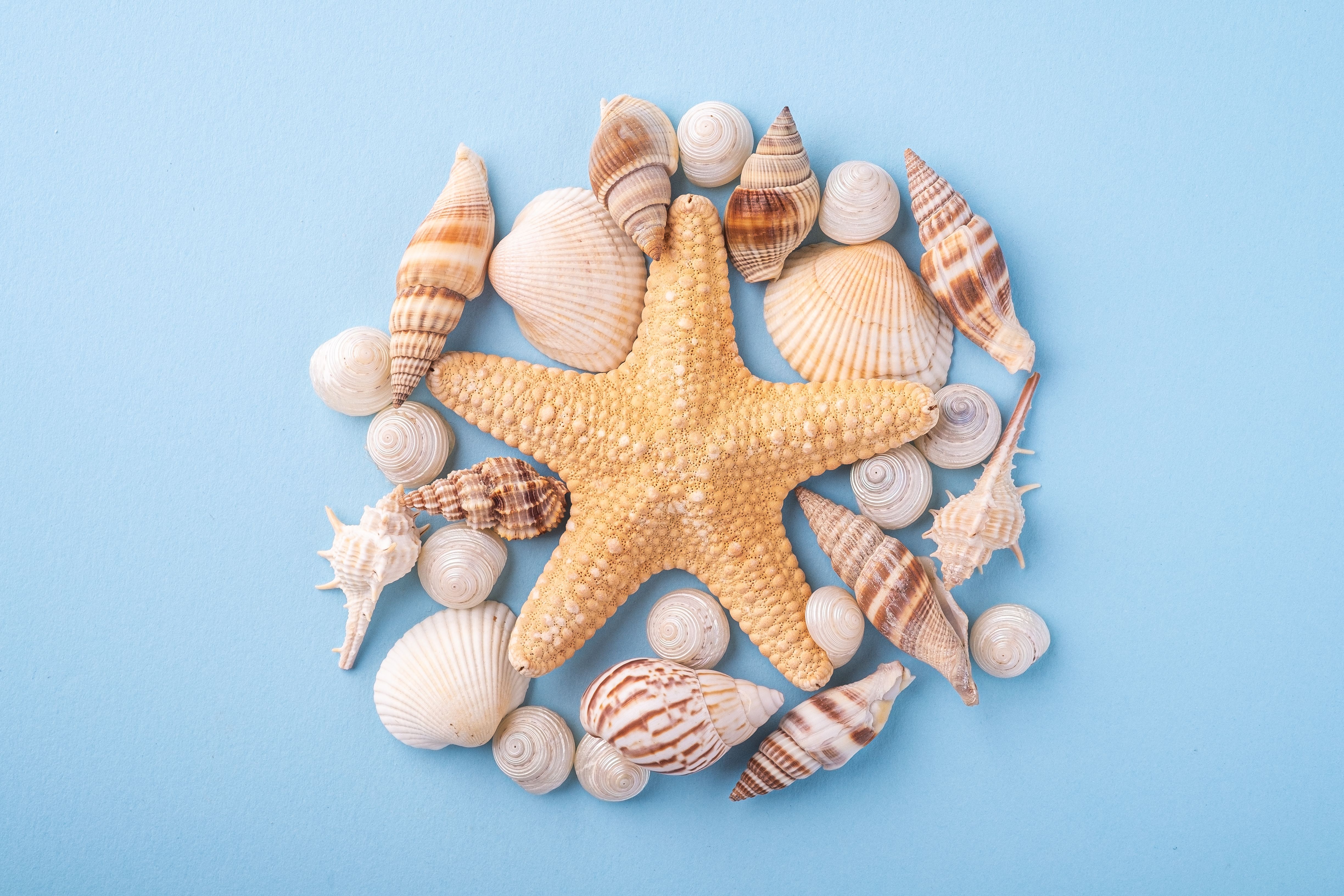 Shells around Starfish · Free Stock Photo