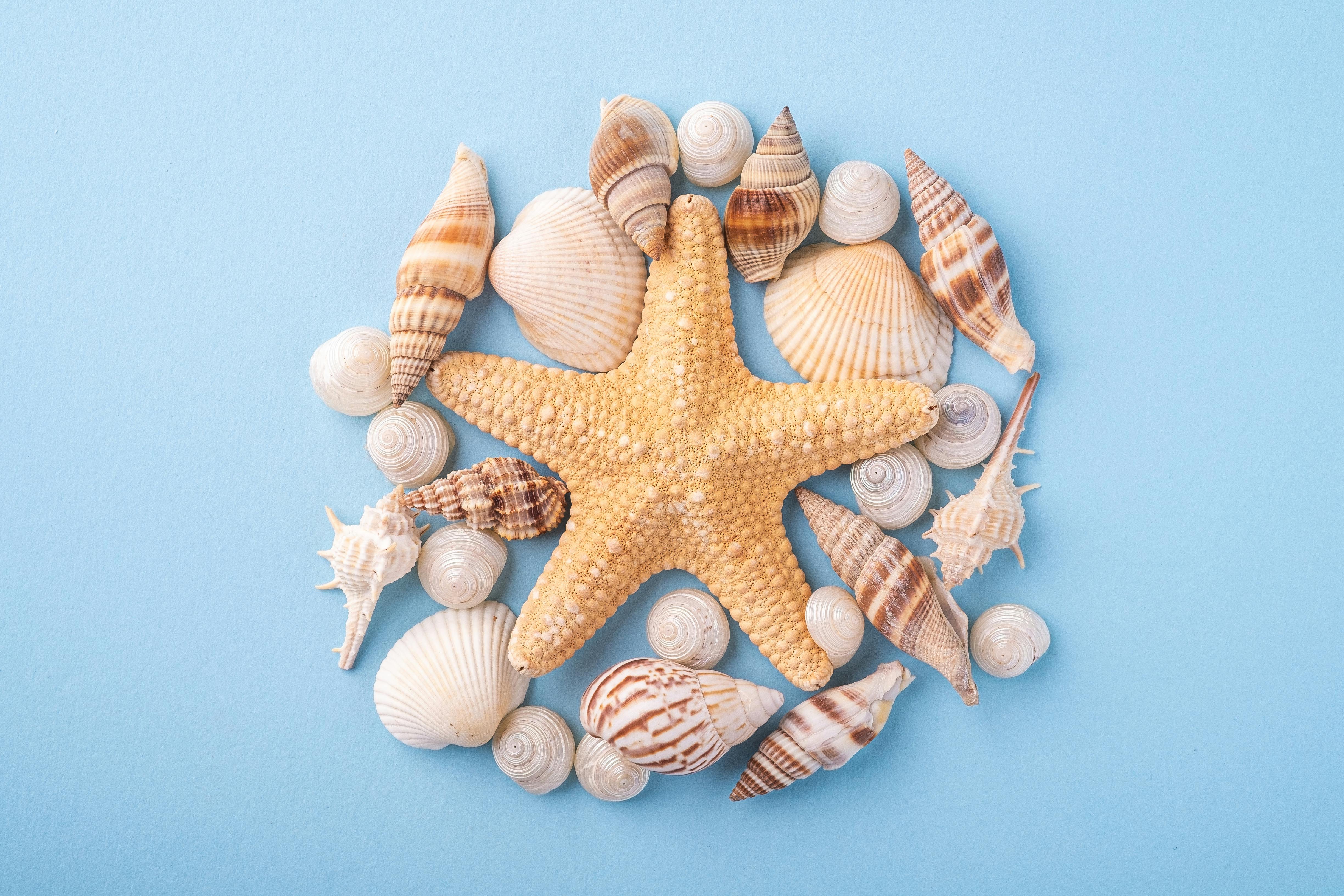 Starfish Background Photos, Download The BEST Free Starfish Background ...