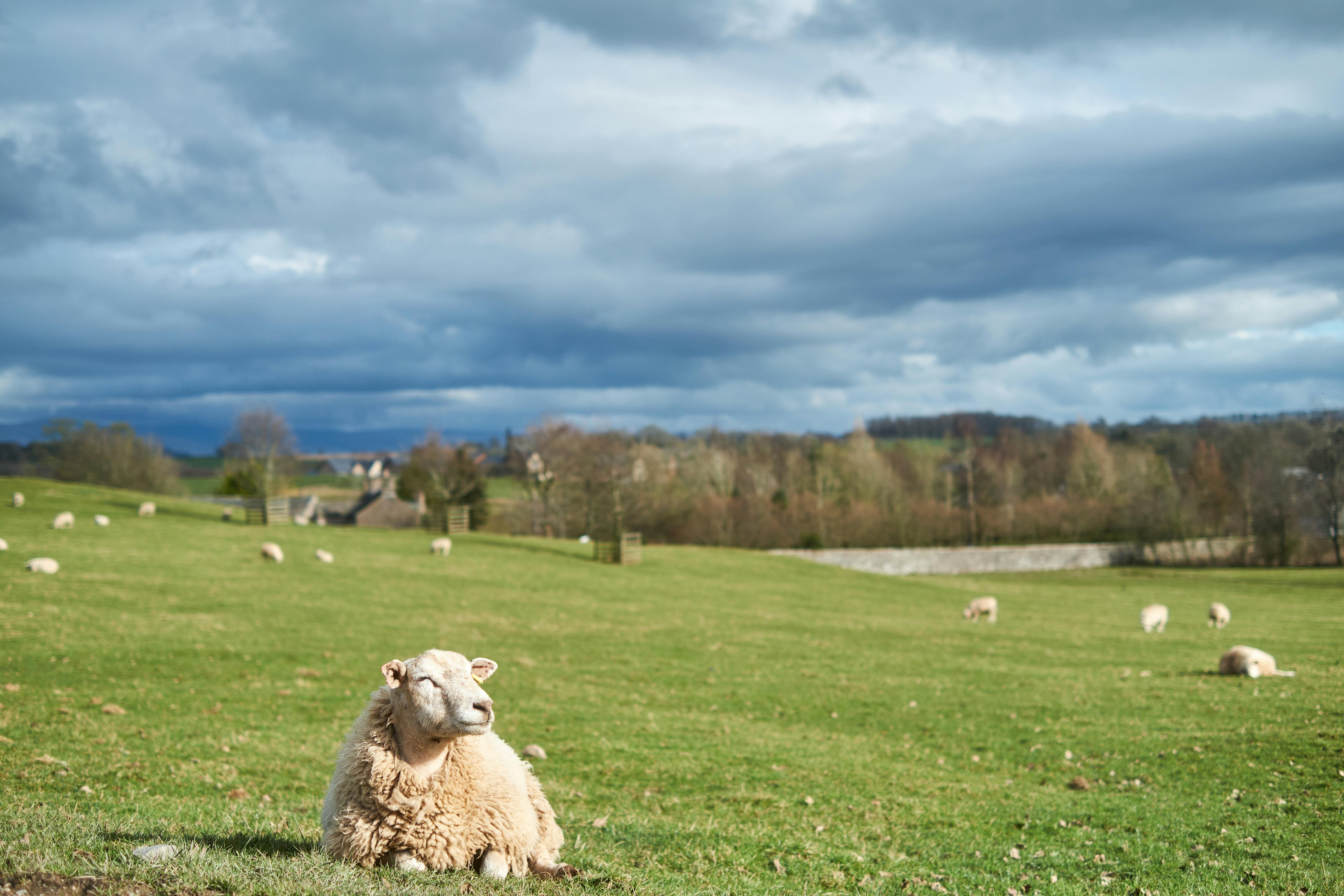 Unique Animals Photos, Download The BEST Free Unique Animals Stock ...