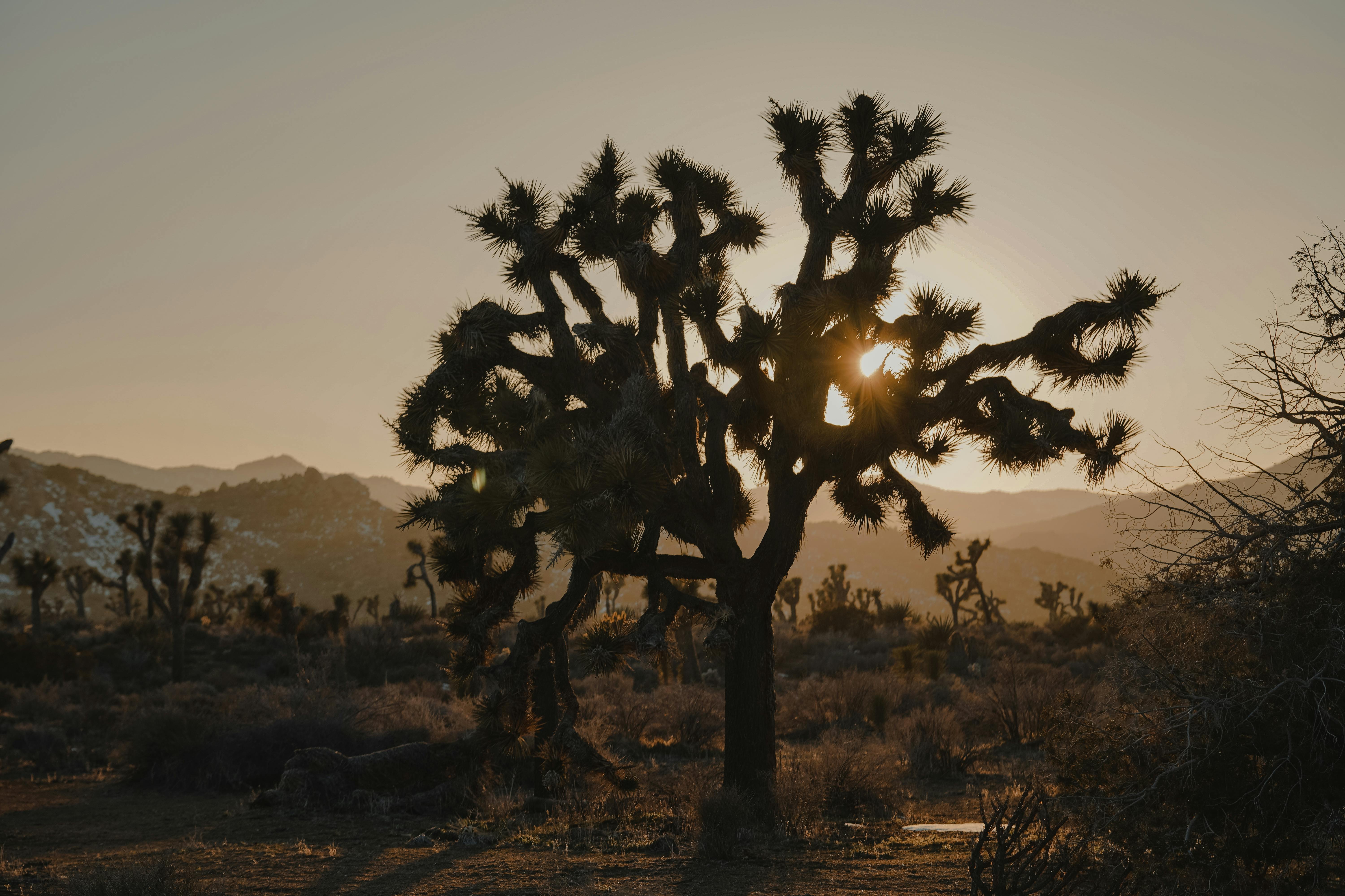 Desert Tree Photos, Download The BEST Free Desert Tree Stock Photos ...