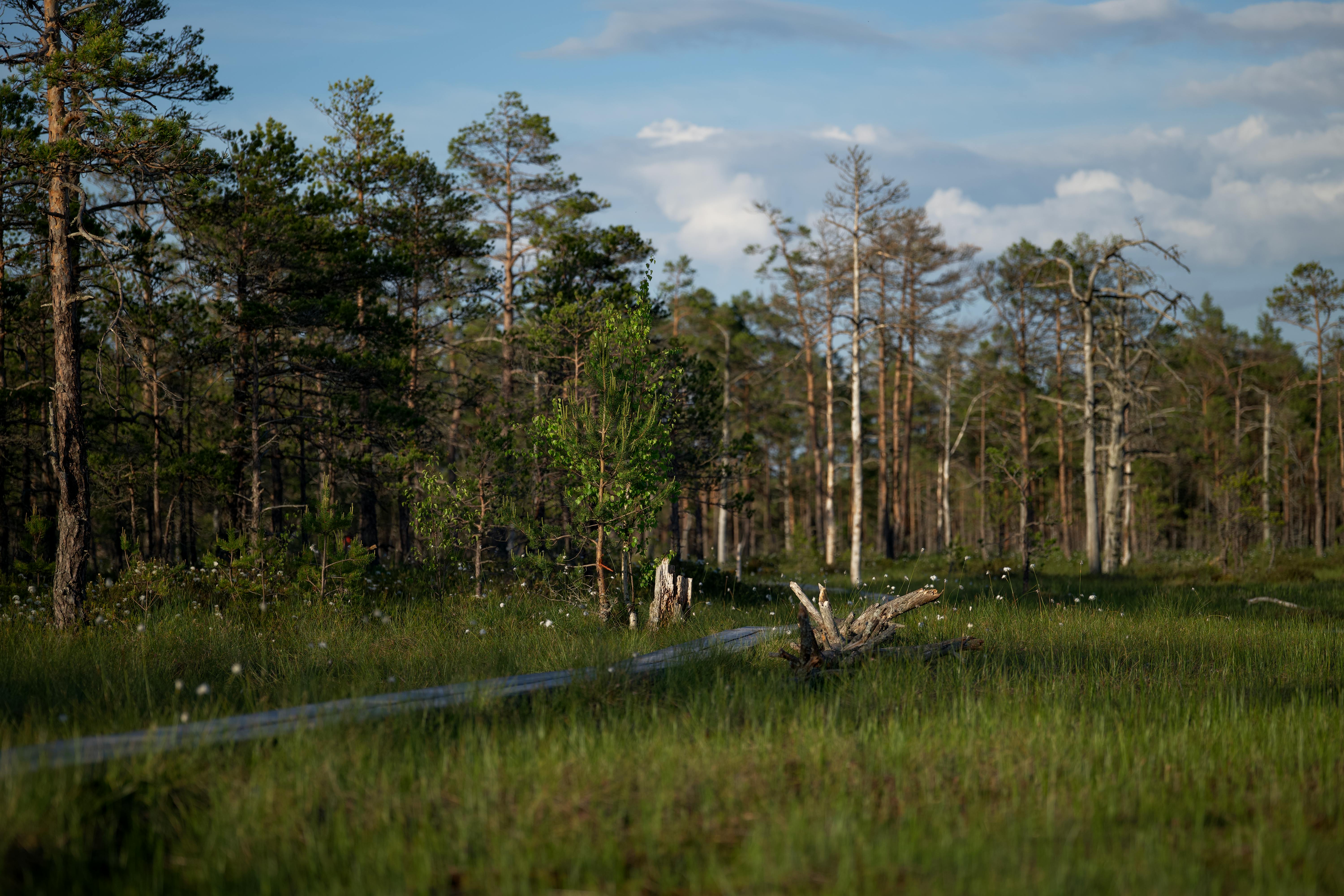 Forest and Grass · Free Stock Photo