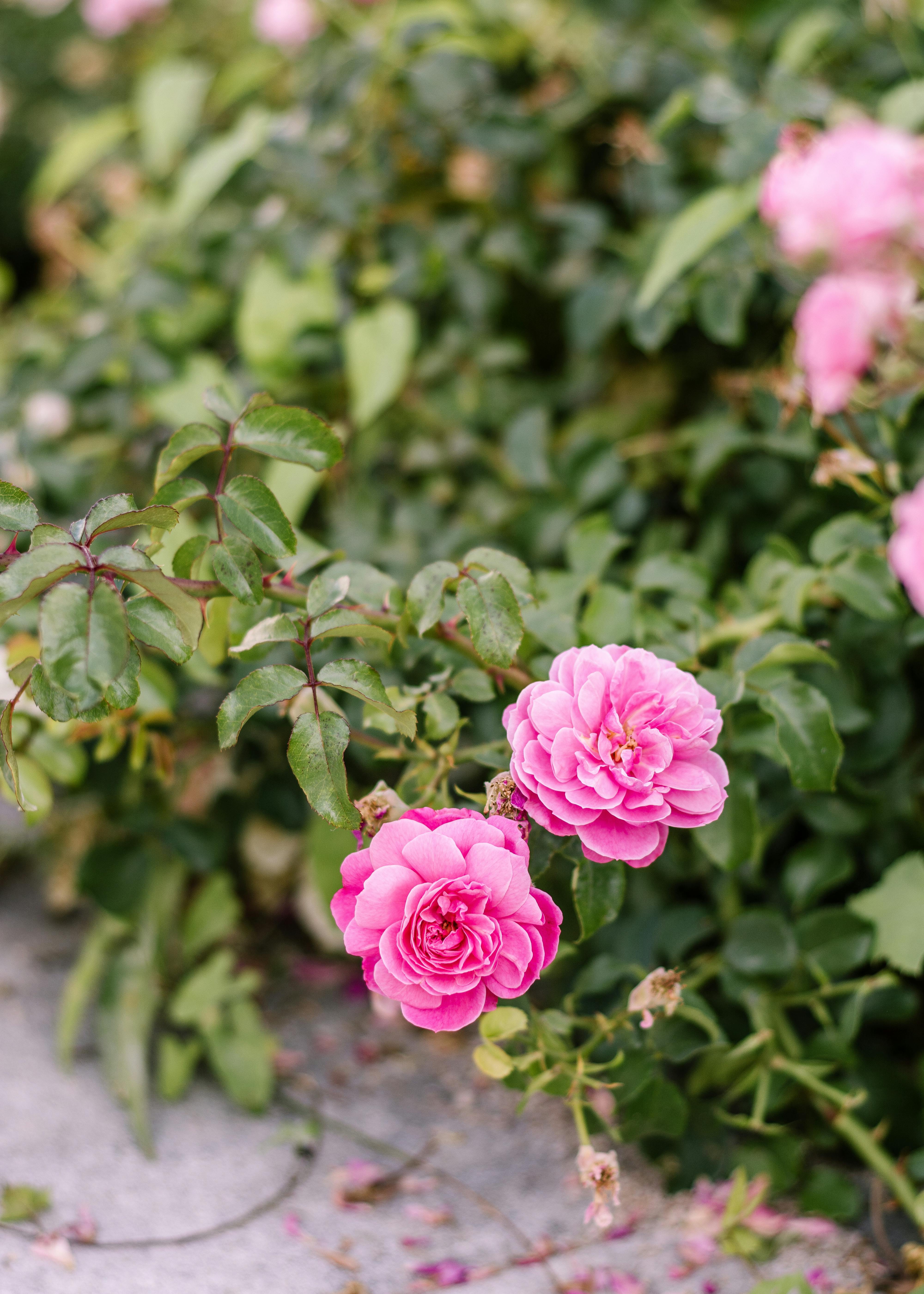 Close-up of Pink Damask Roses on a Shrub · Free Stock Photo