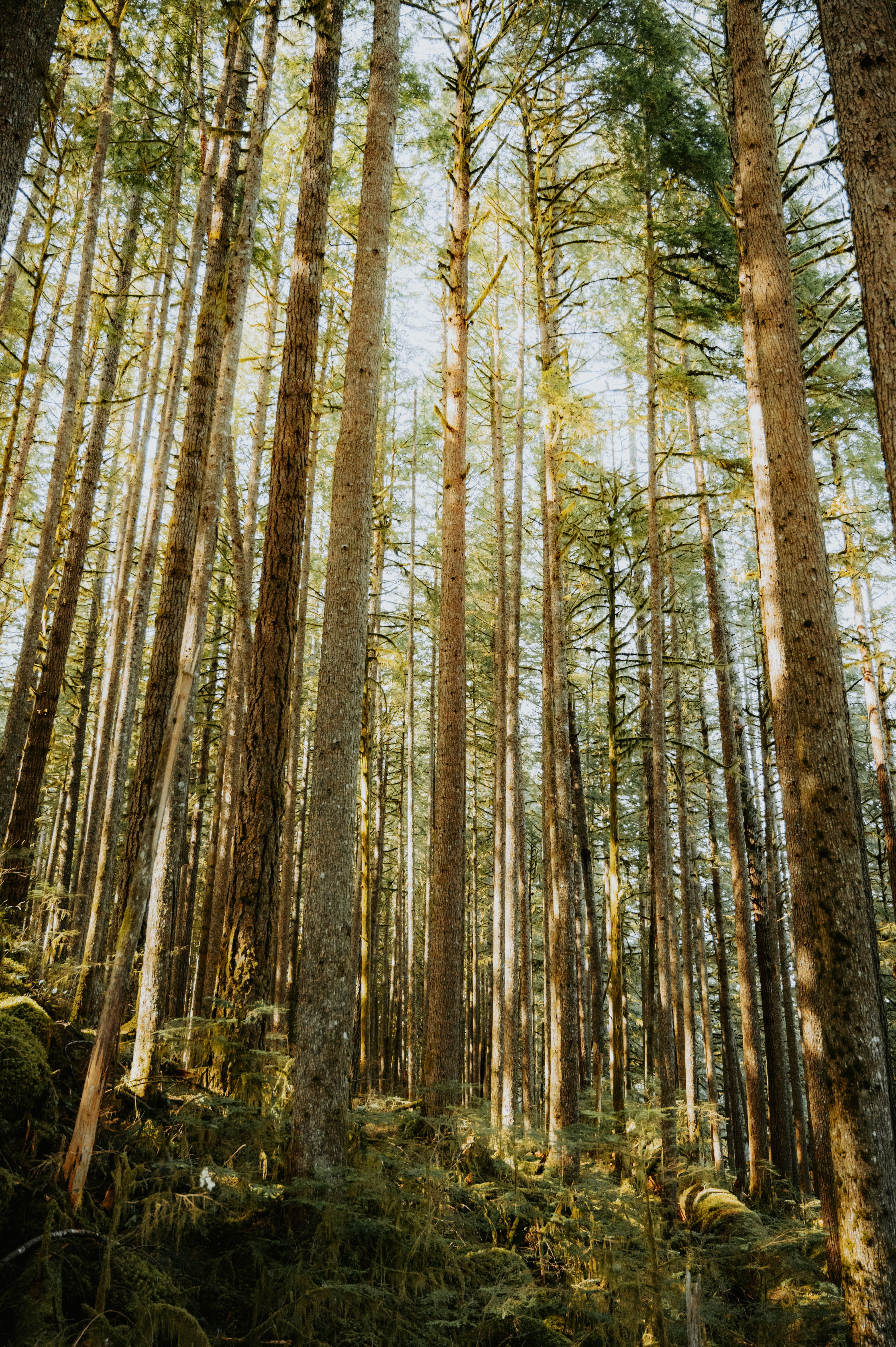 Tall Trees Growing in Dense Forest · Free Stock Photo
