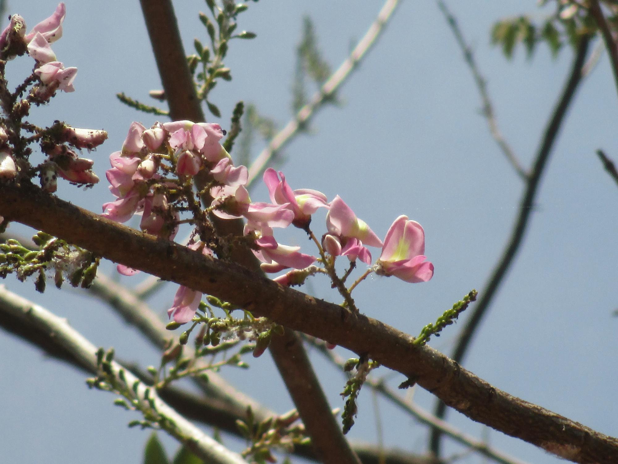 Free Stock Photo Of Indian Flowers free-stock-photo-of-indian-flowers