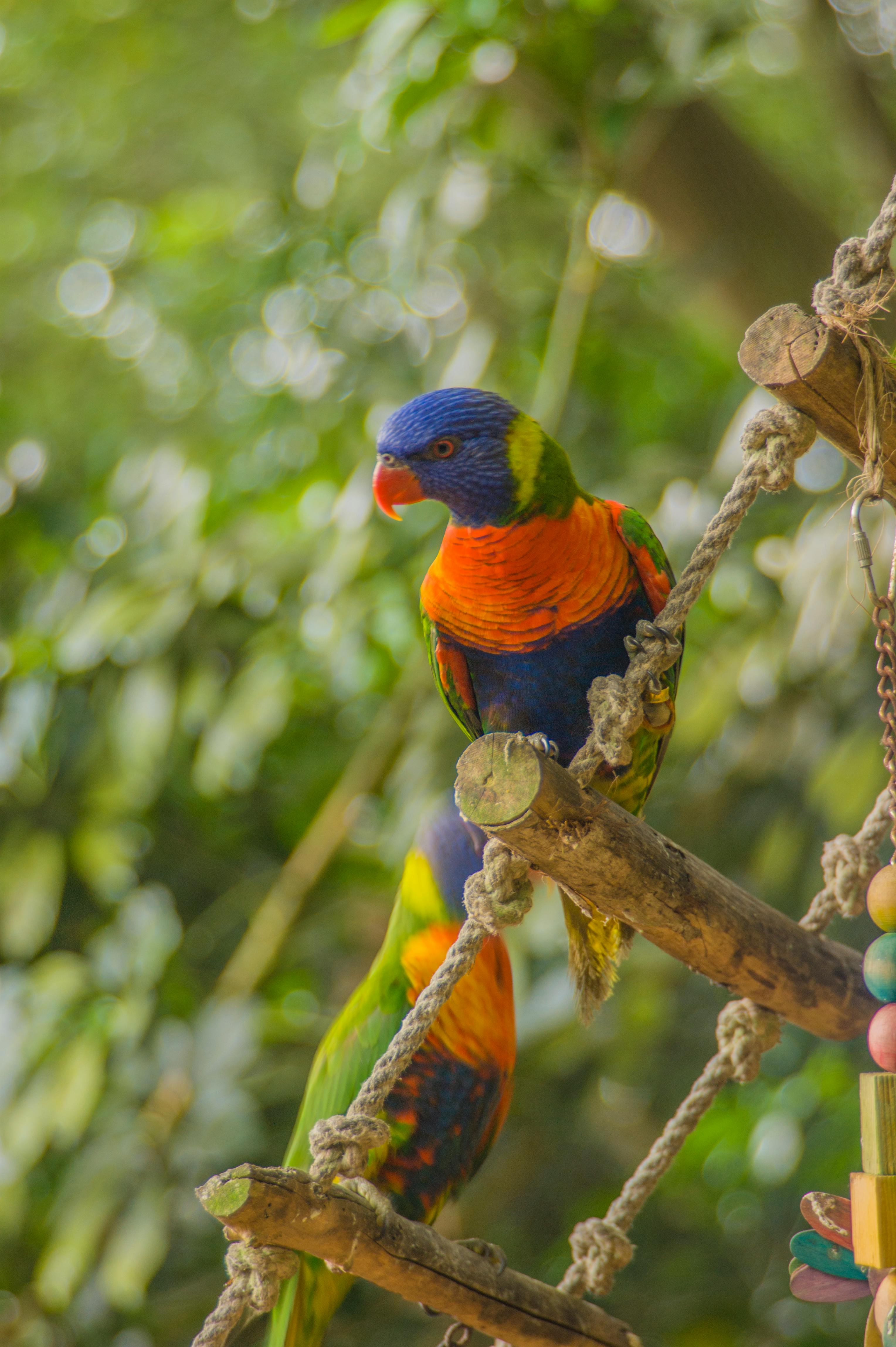 Close-up of Loriini Parrots · Free Stock Photo