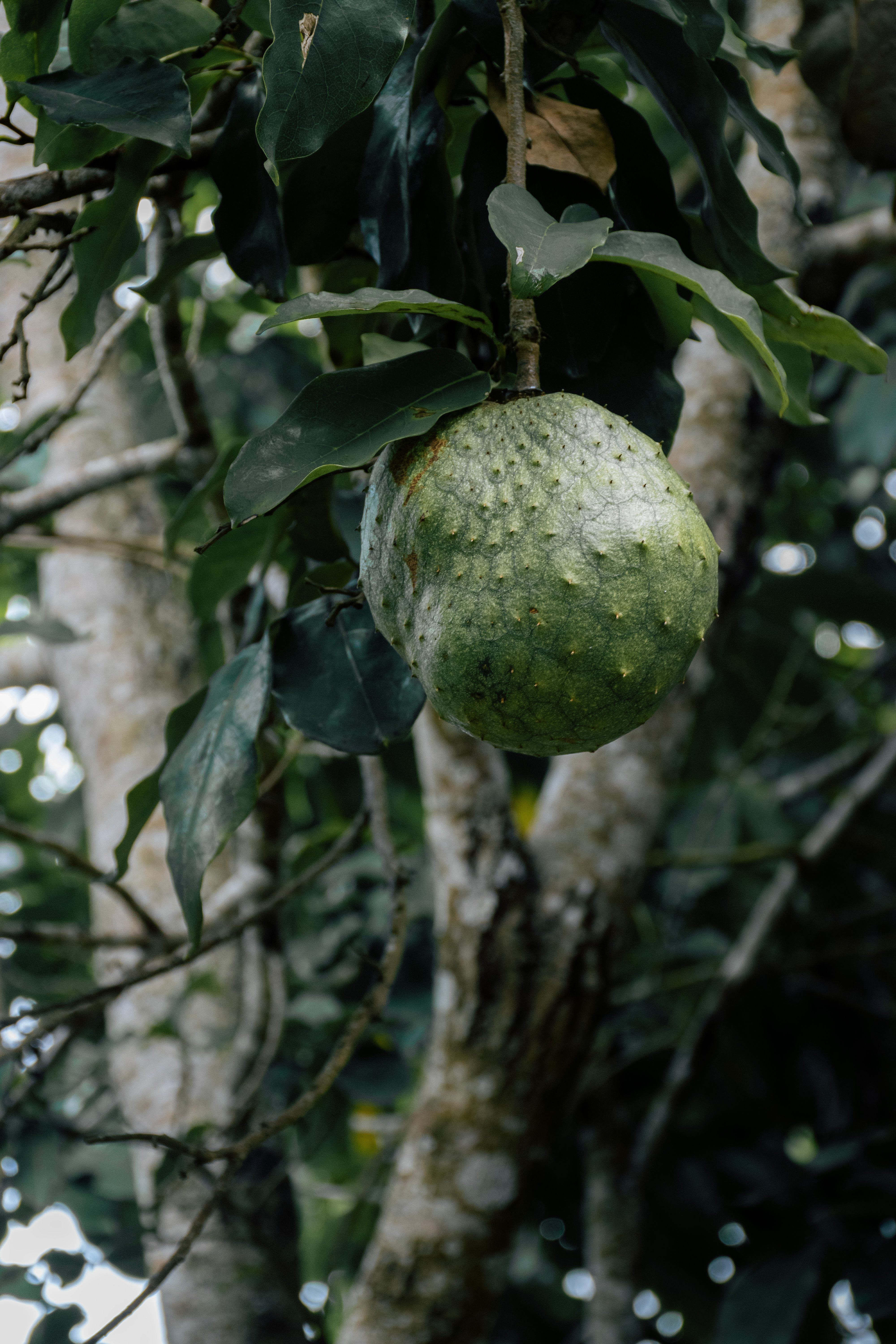 Close-up of a Soursop Fruit Growing on a Tree · Free Stock Photo