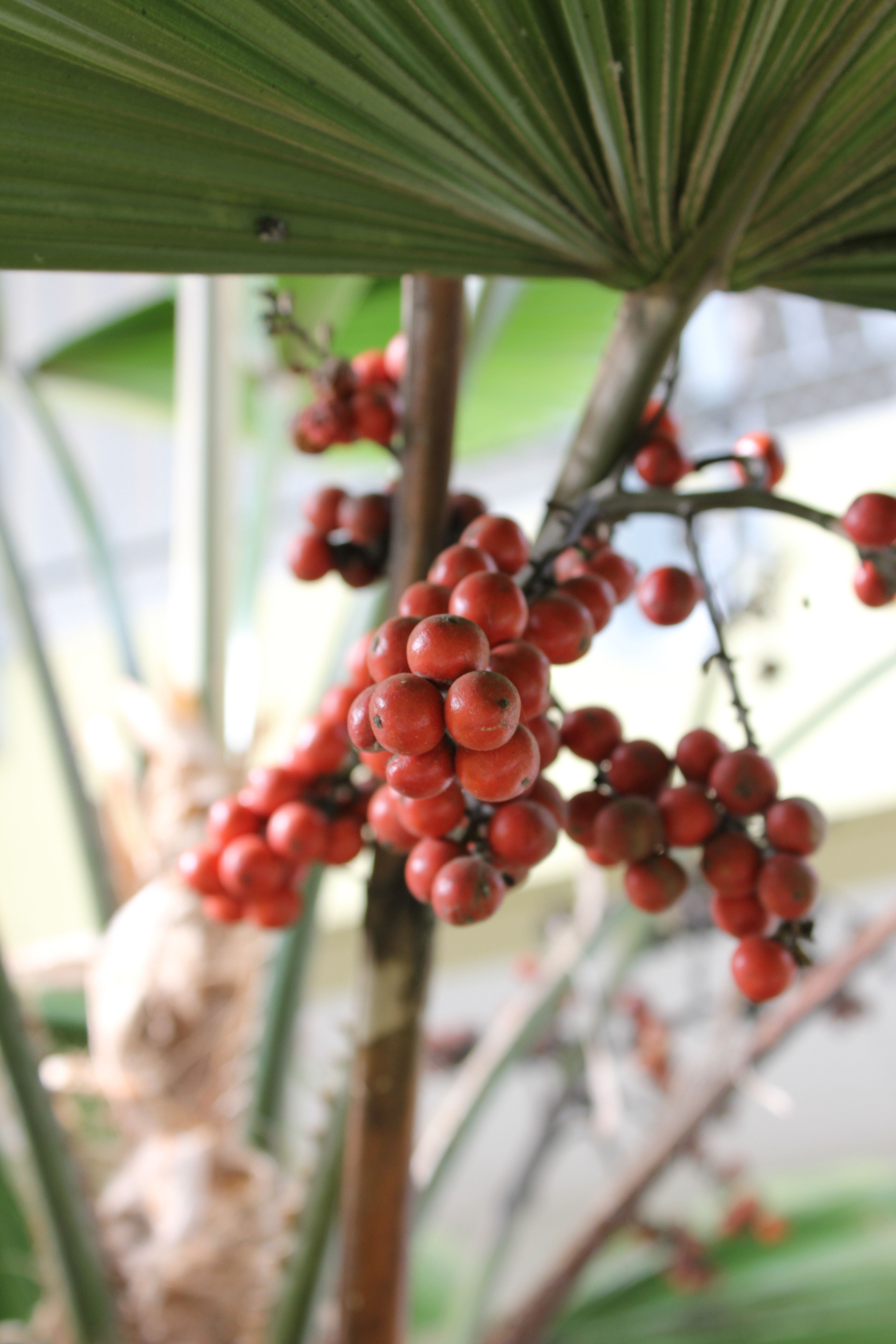 Red Berries on Bare Tree Branches · Free Stock Photo