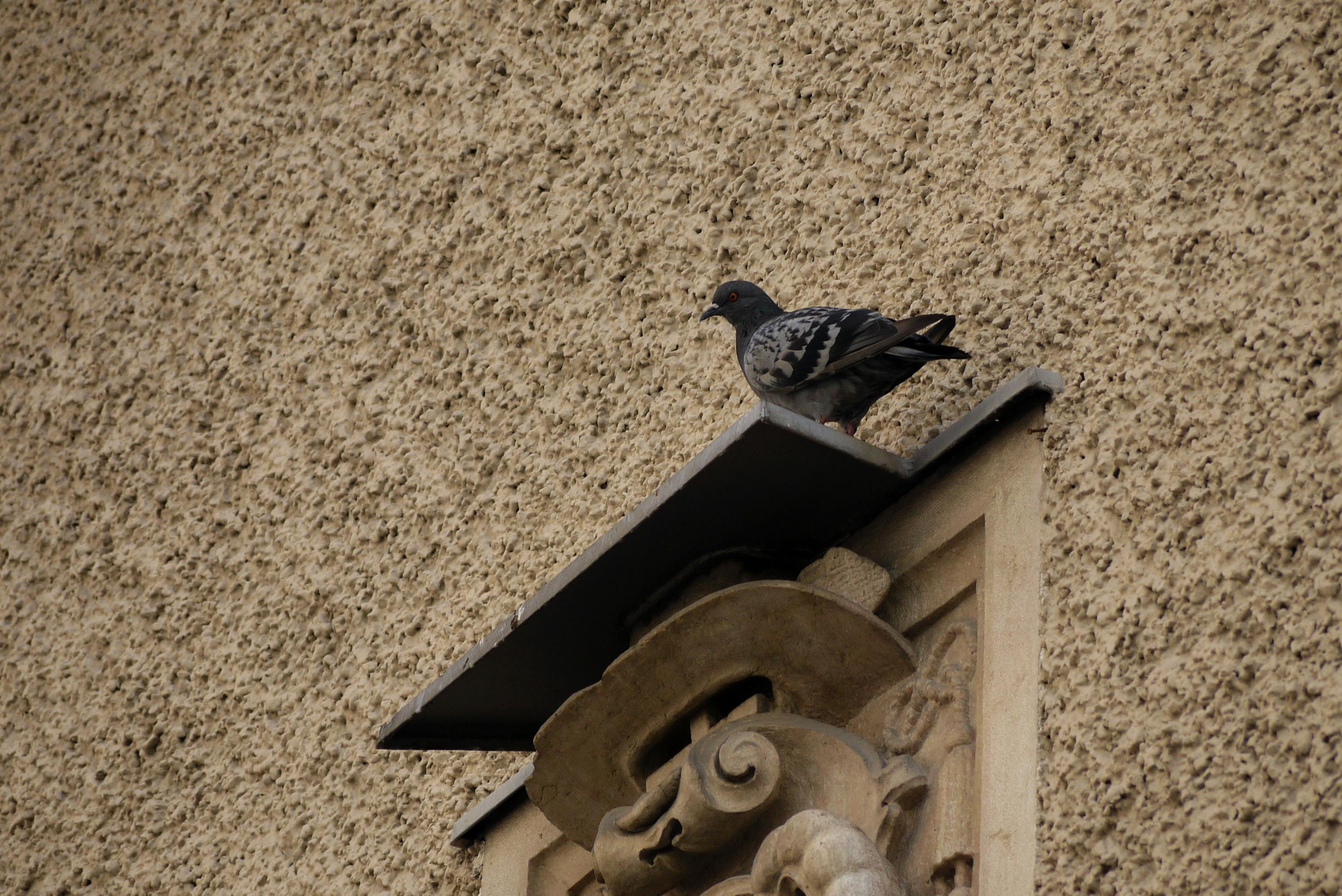 ming chow - Fotografie