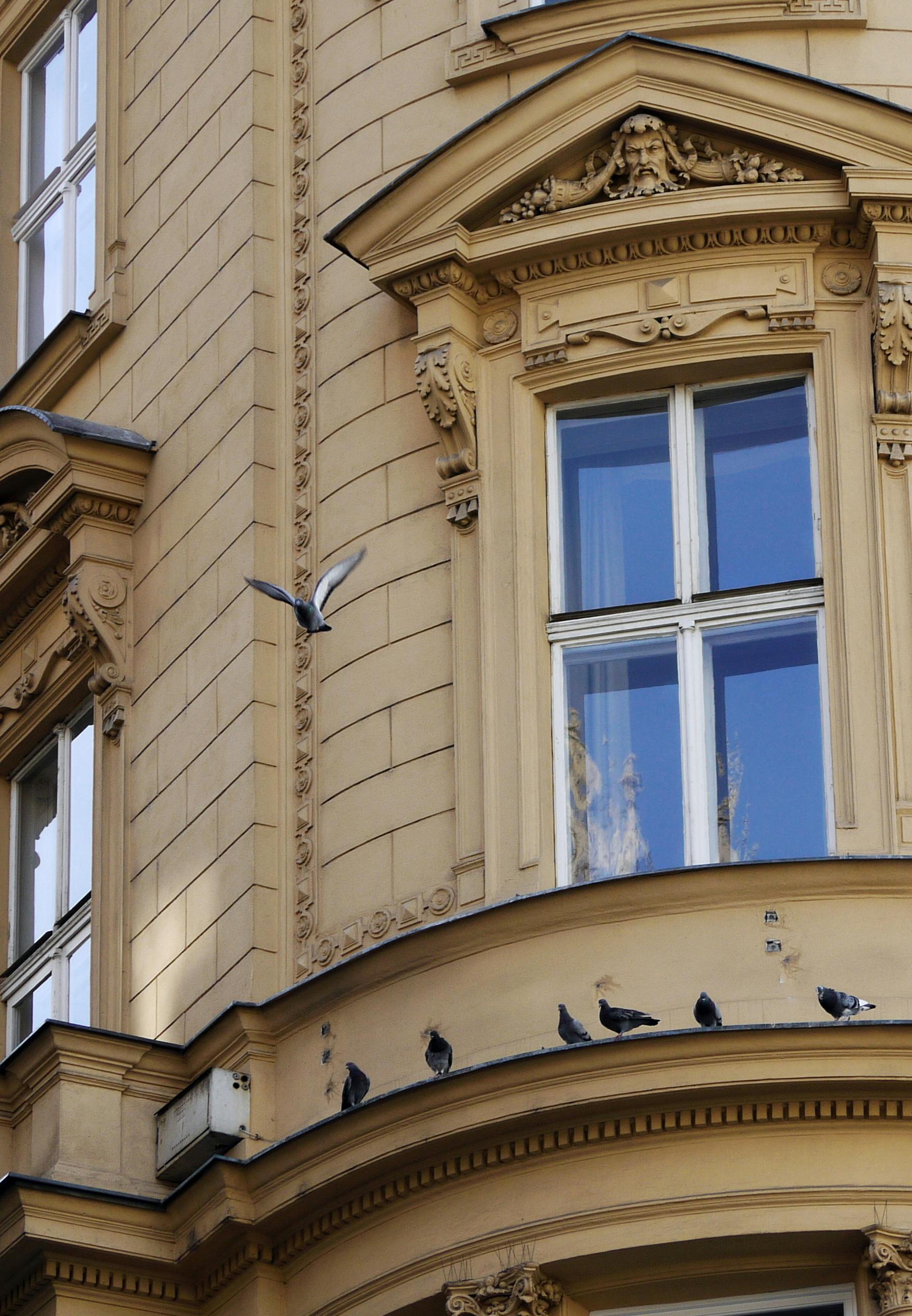 Pigeons on Ledge under Windows · Free Stock Photo