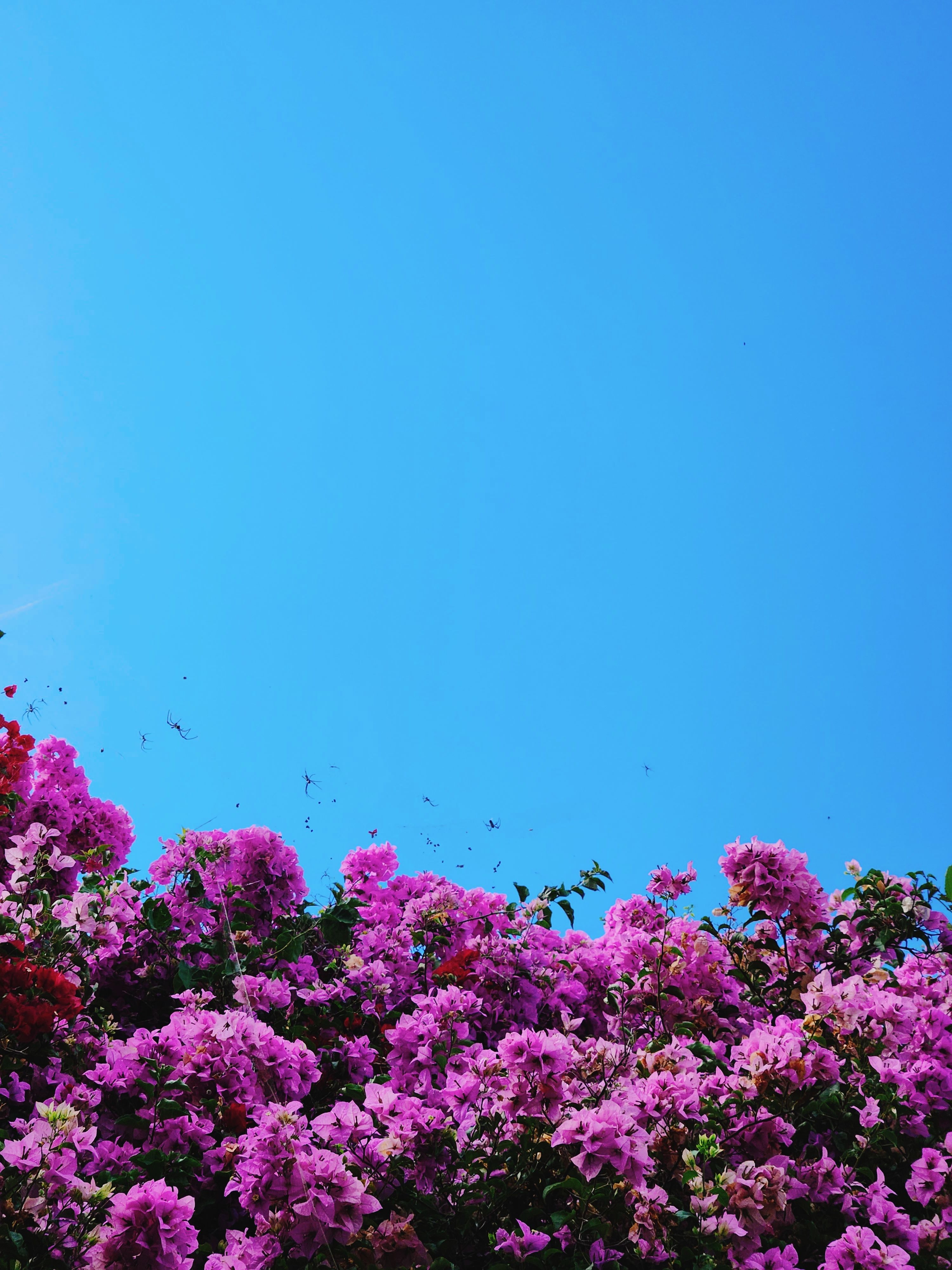 Blue Sky over Pink Flowers · Free Stock Photo
