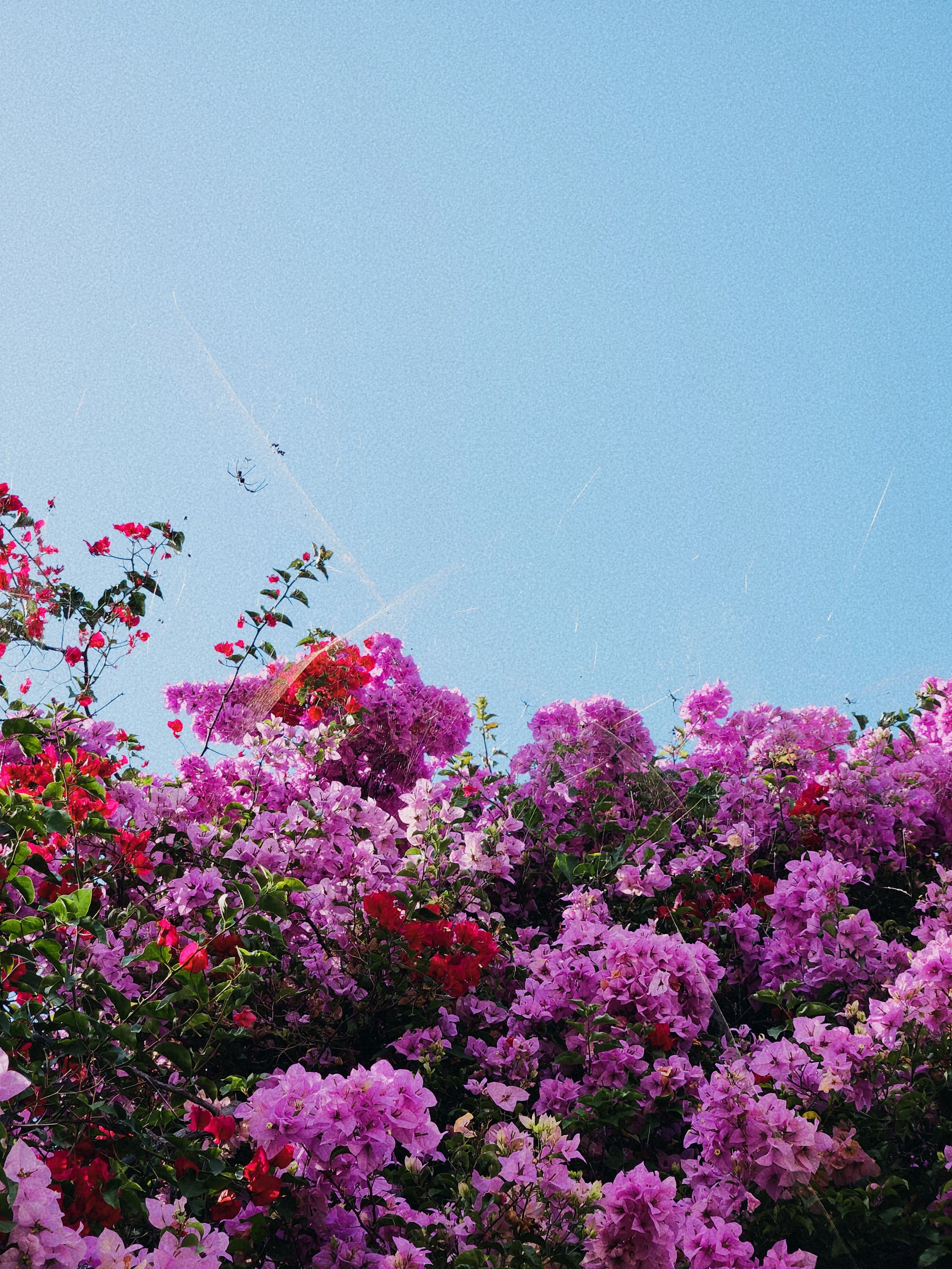 Blue Sky over Flowers · Free Stock Photo