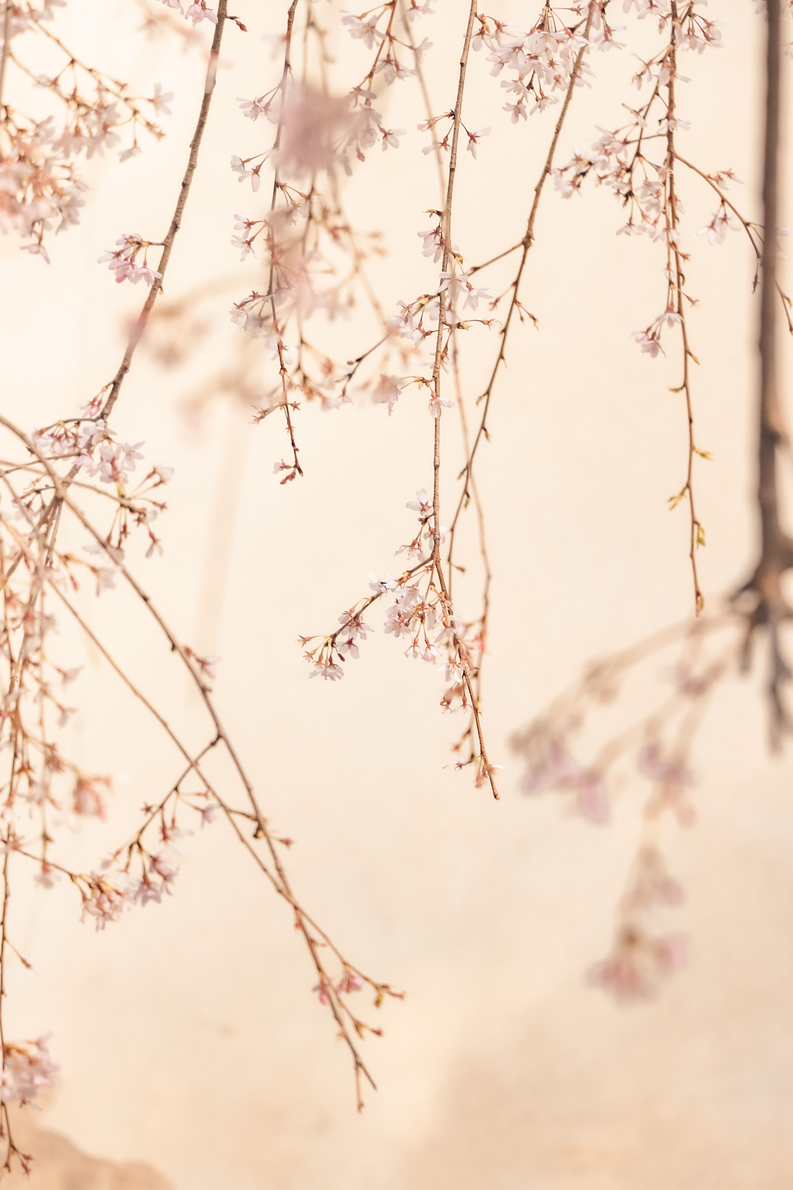Colorful Blossoms on Bush · Free Stock Photo