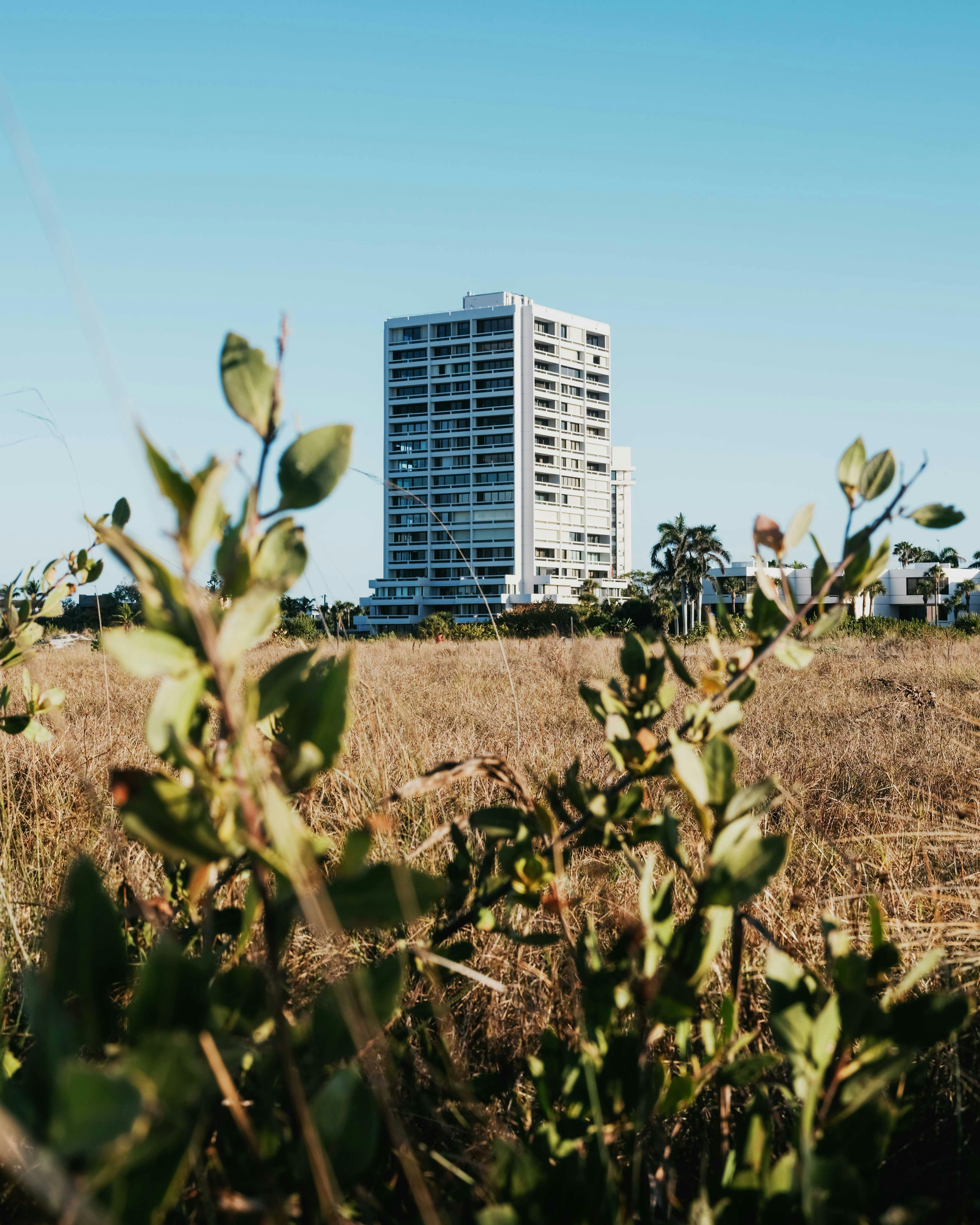 Grasses with Building behind · Free Stock Photo