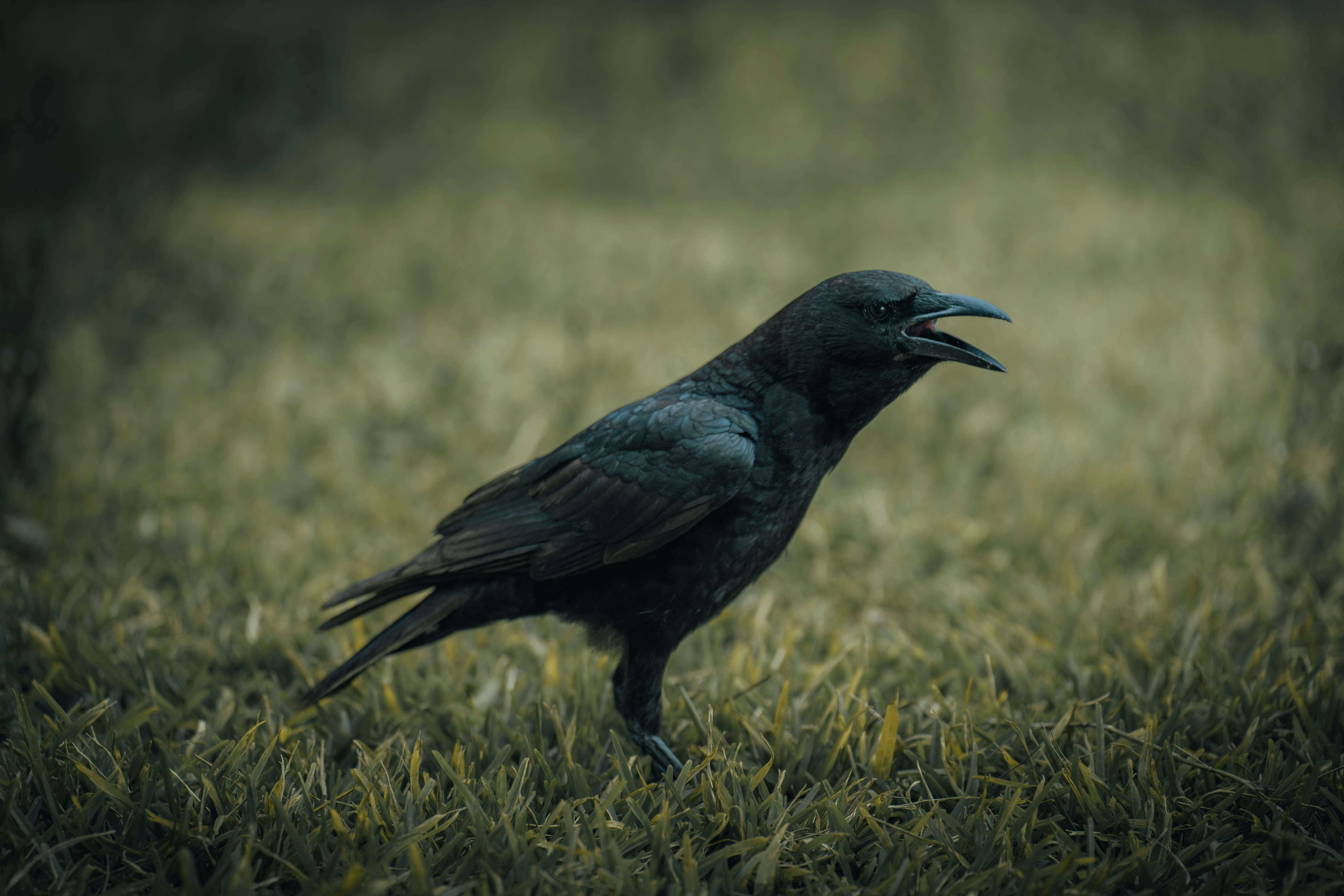 Desktop Wallpaper Crow Photos, Download The BEST Free Desktop Wallpaper Crow Stock Photos & HD ...