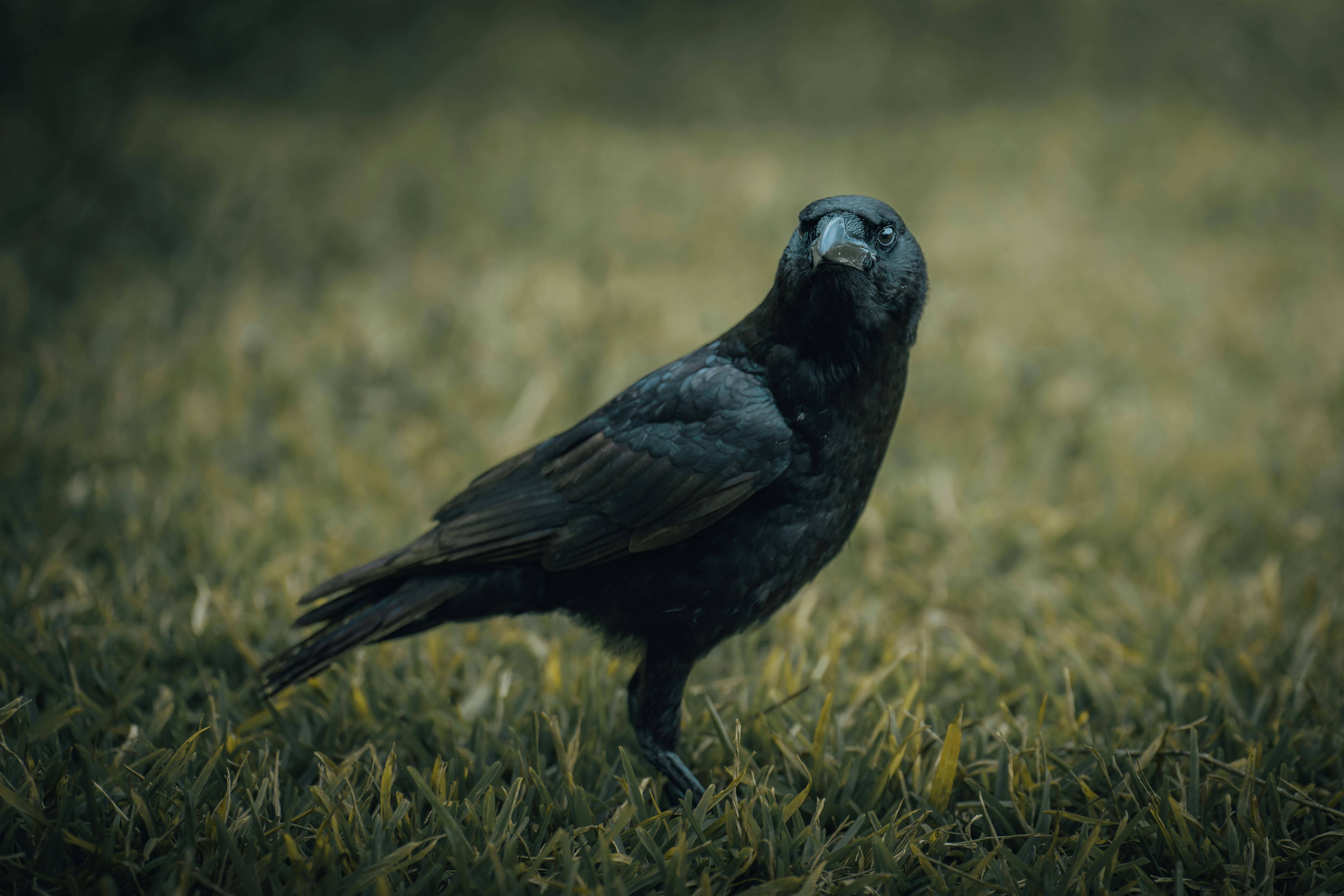 4k Wallpaper Crow Photos, Download The BEST Free 4k Wallpaper Crow ...