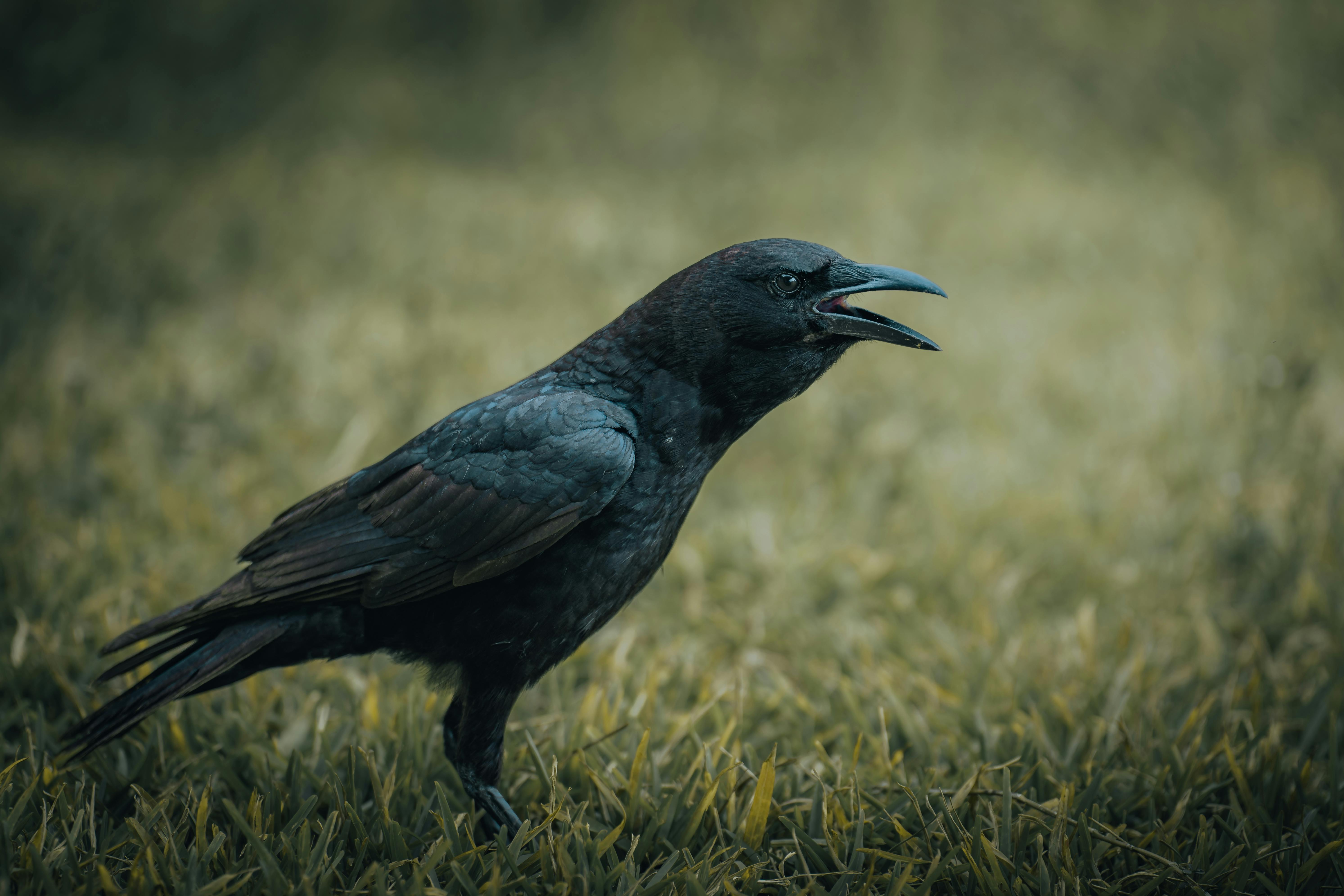Crow Wallpaper Photos, Download The BEST Free Crow Wallpaper Stock ...