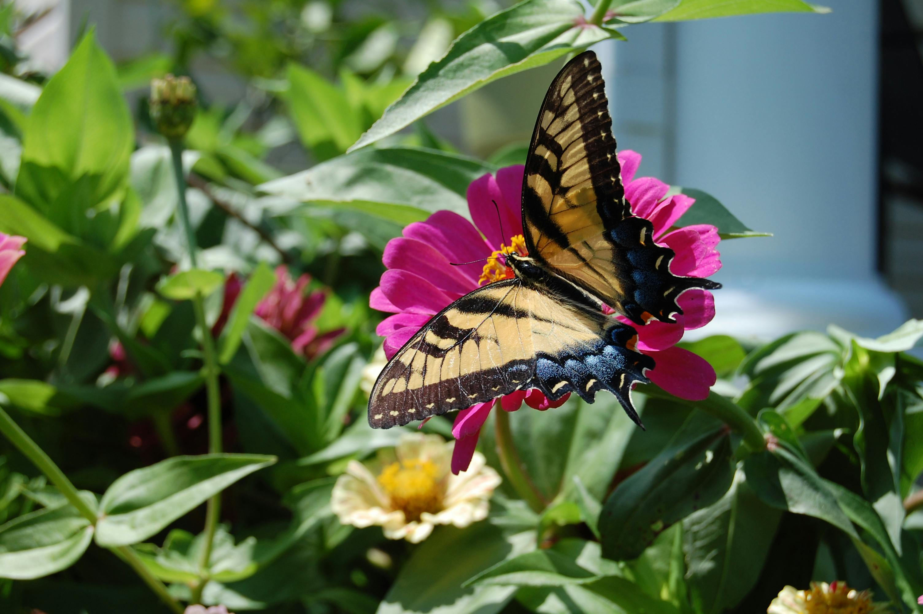 A Giant Swallowtail on Flowers · Free Stock Photo