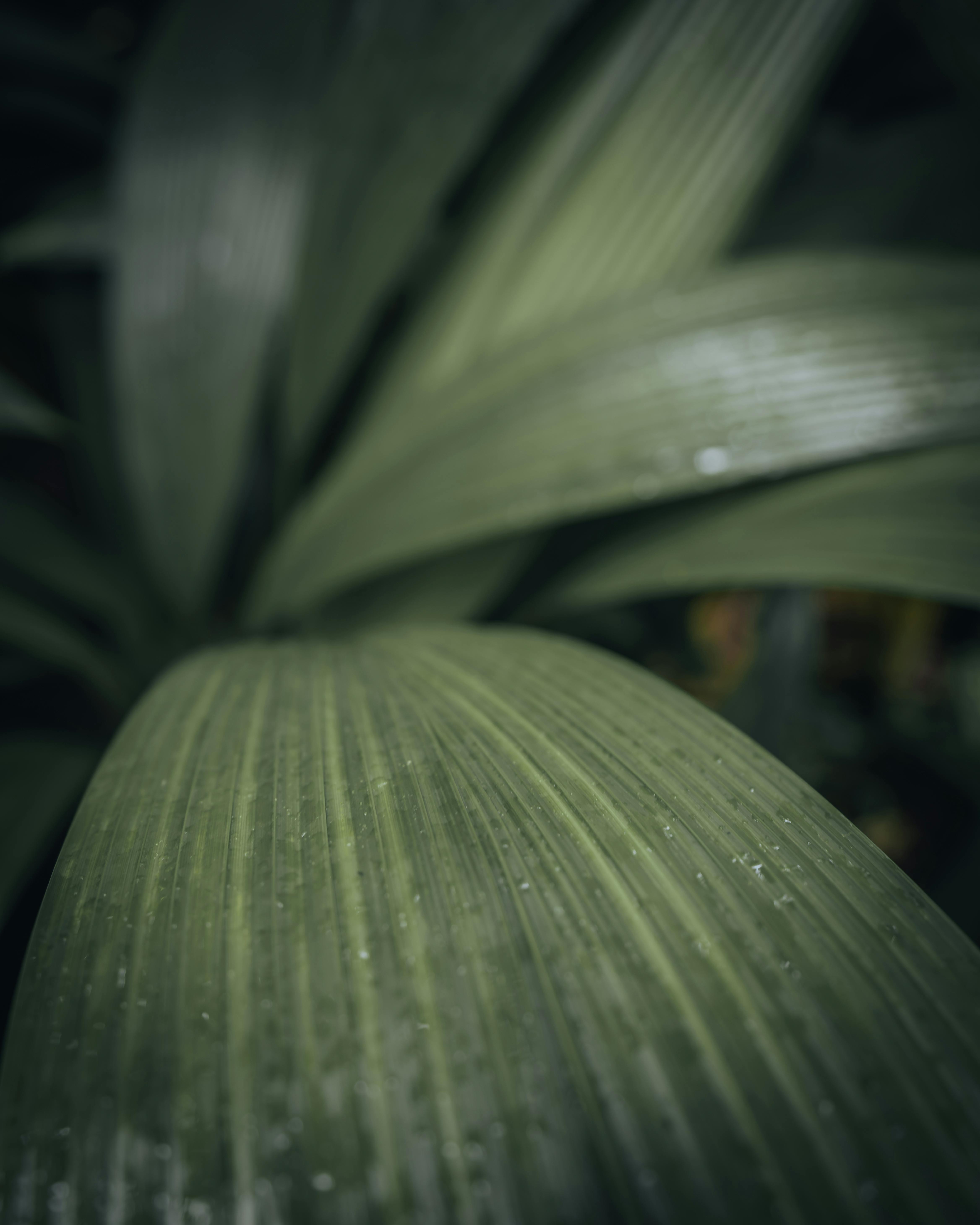 Green Leaf in Close Up Photography · Free Stock Photo