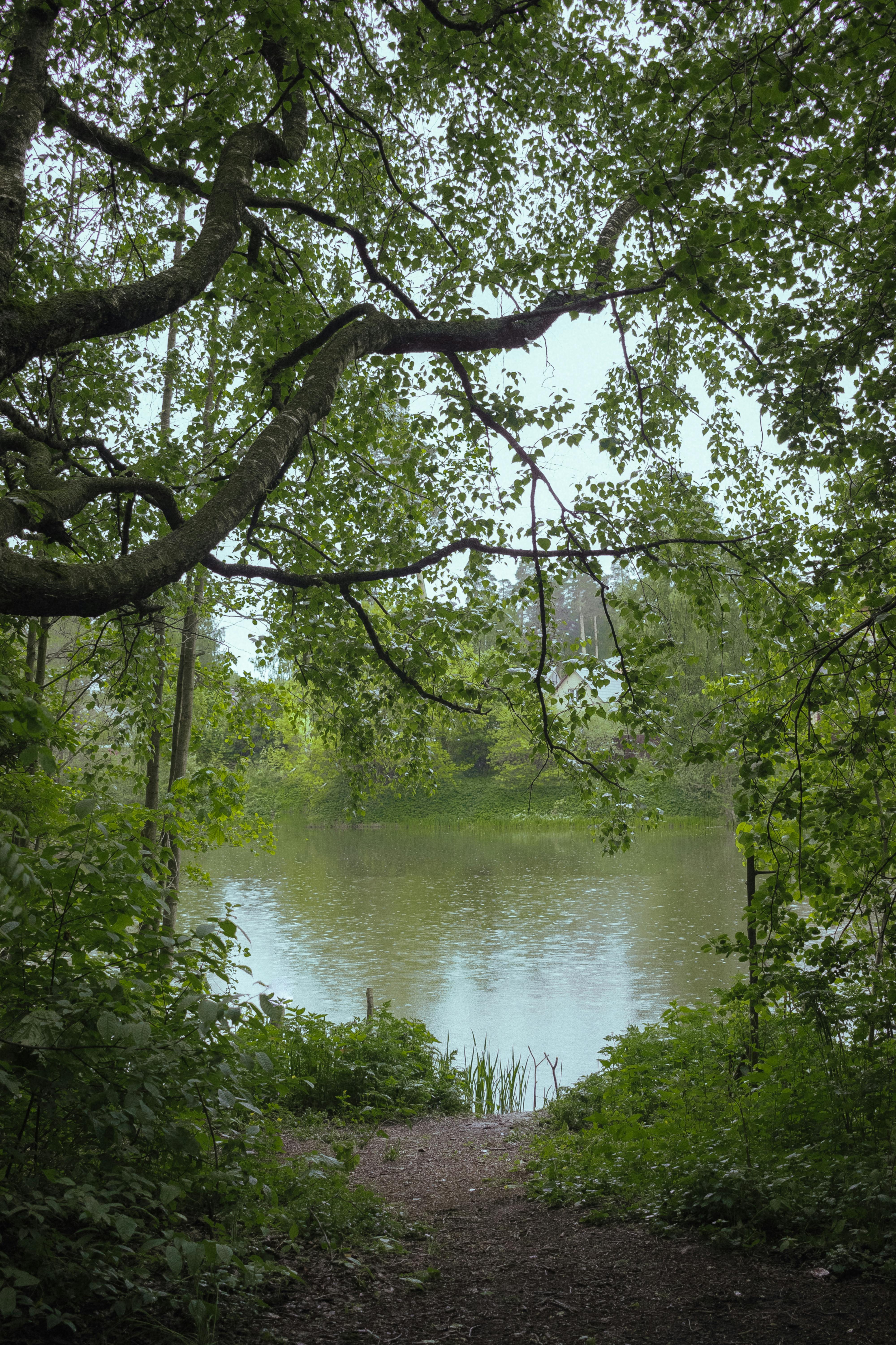 Green Trees and Lake Photo · Free Stock Photo