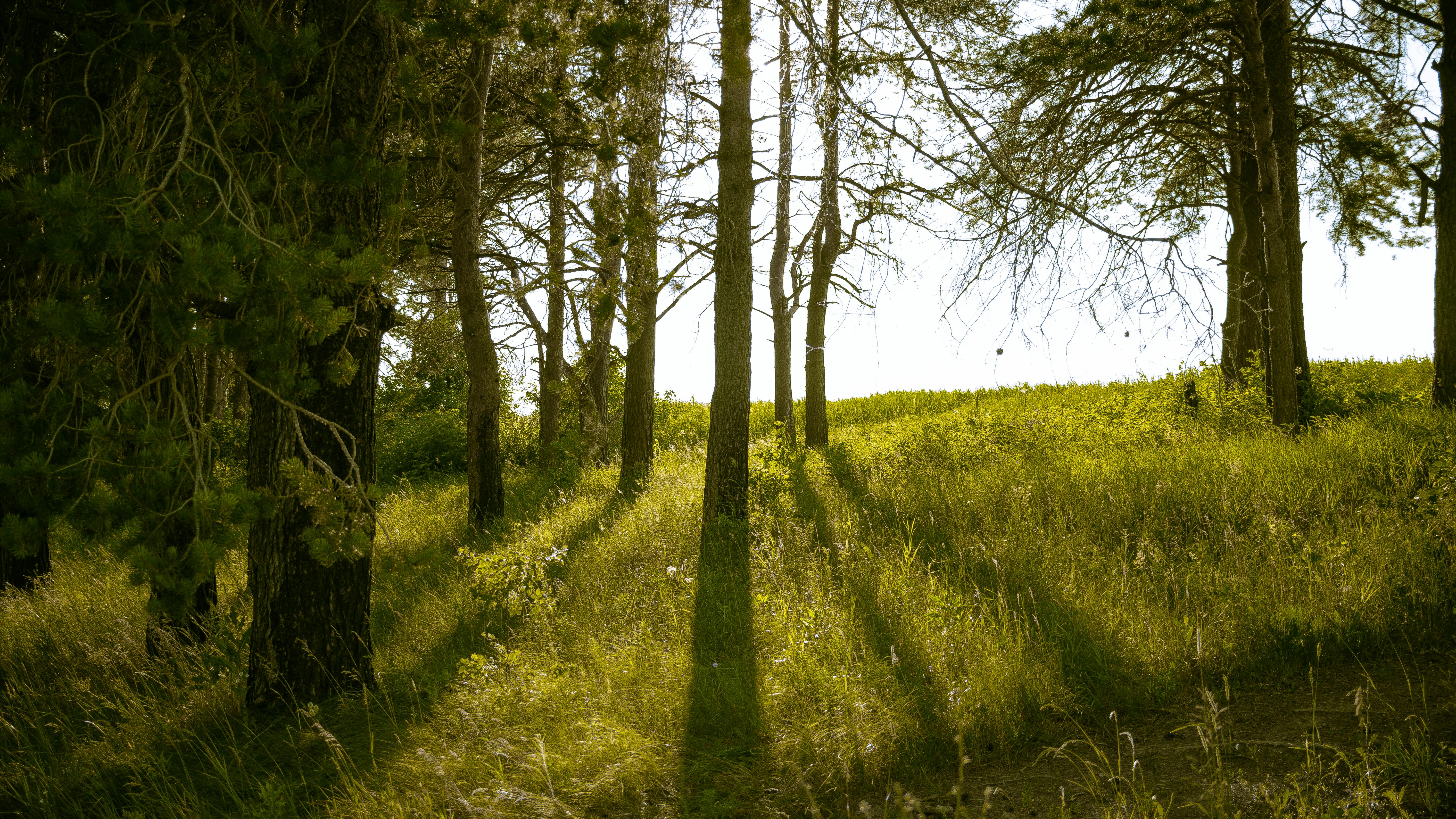 Trees Casting Shadows at Sunset · Free Stock Photo