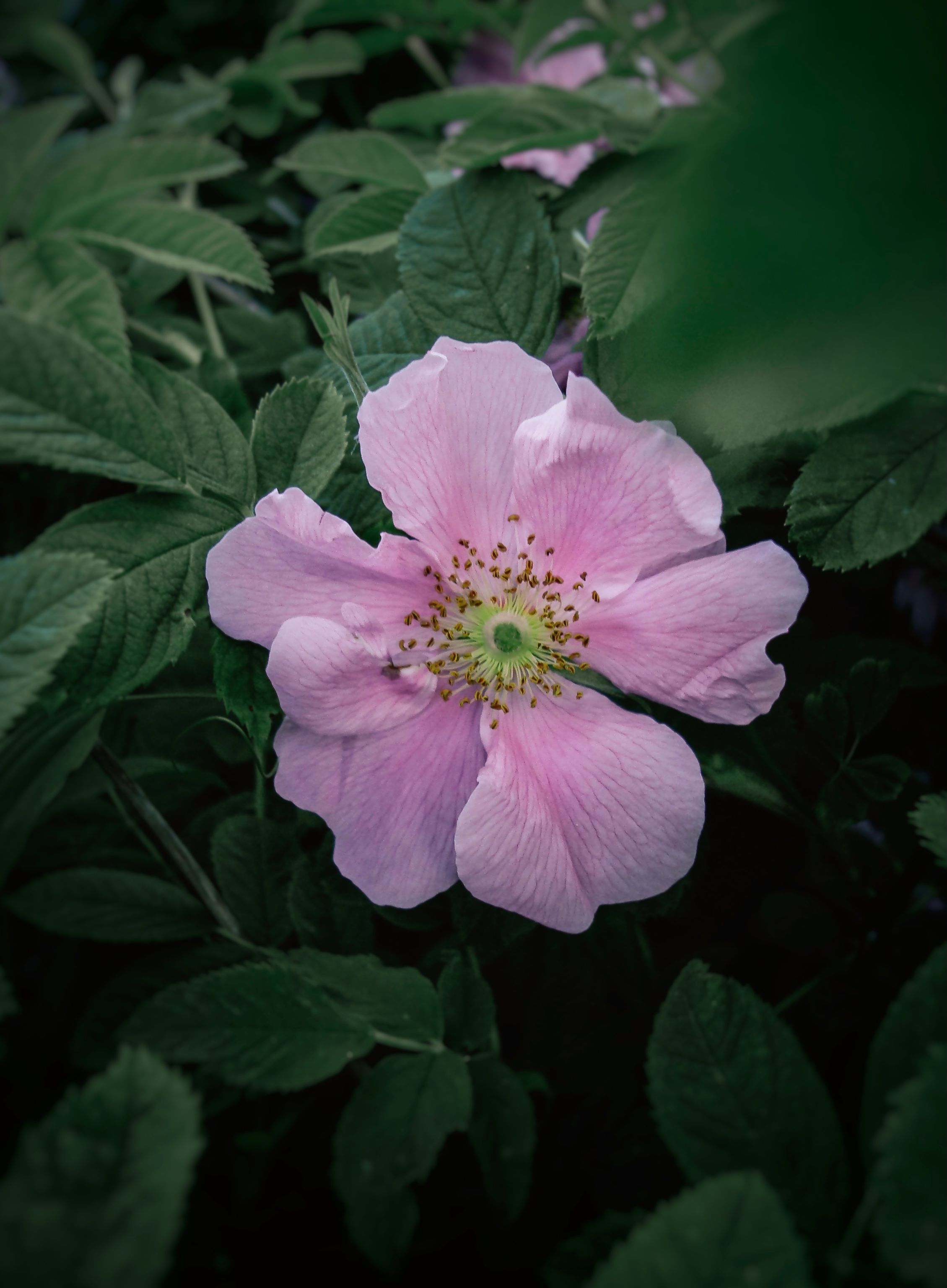Close up of Purple Flower · Free Stock Photo
