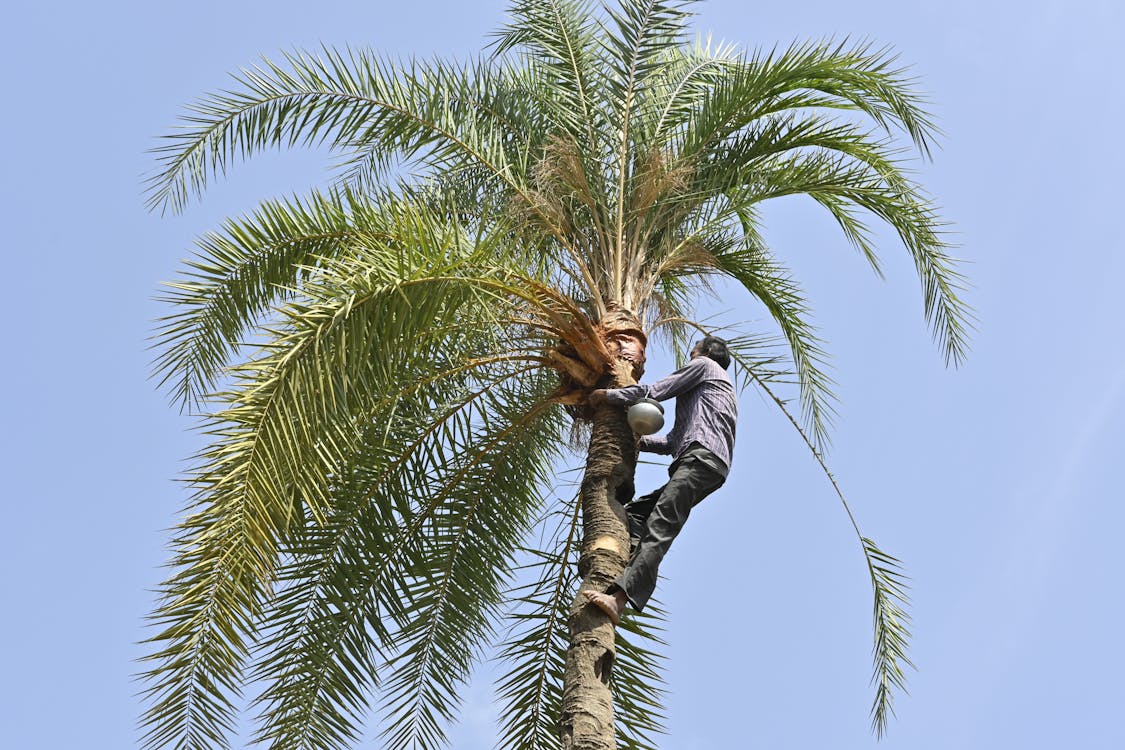 Man Climbing Palm Tree · Free Stock Photo Man Climbing Palm Tree · Free Stock Photo
