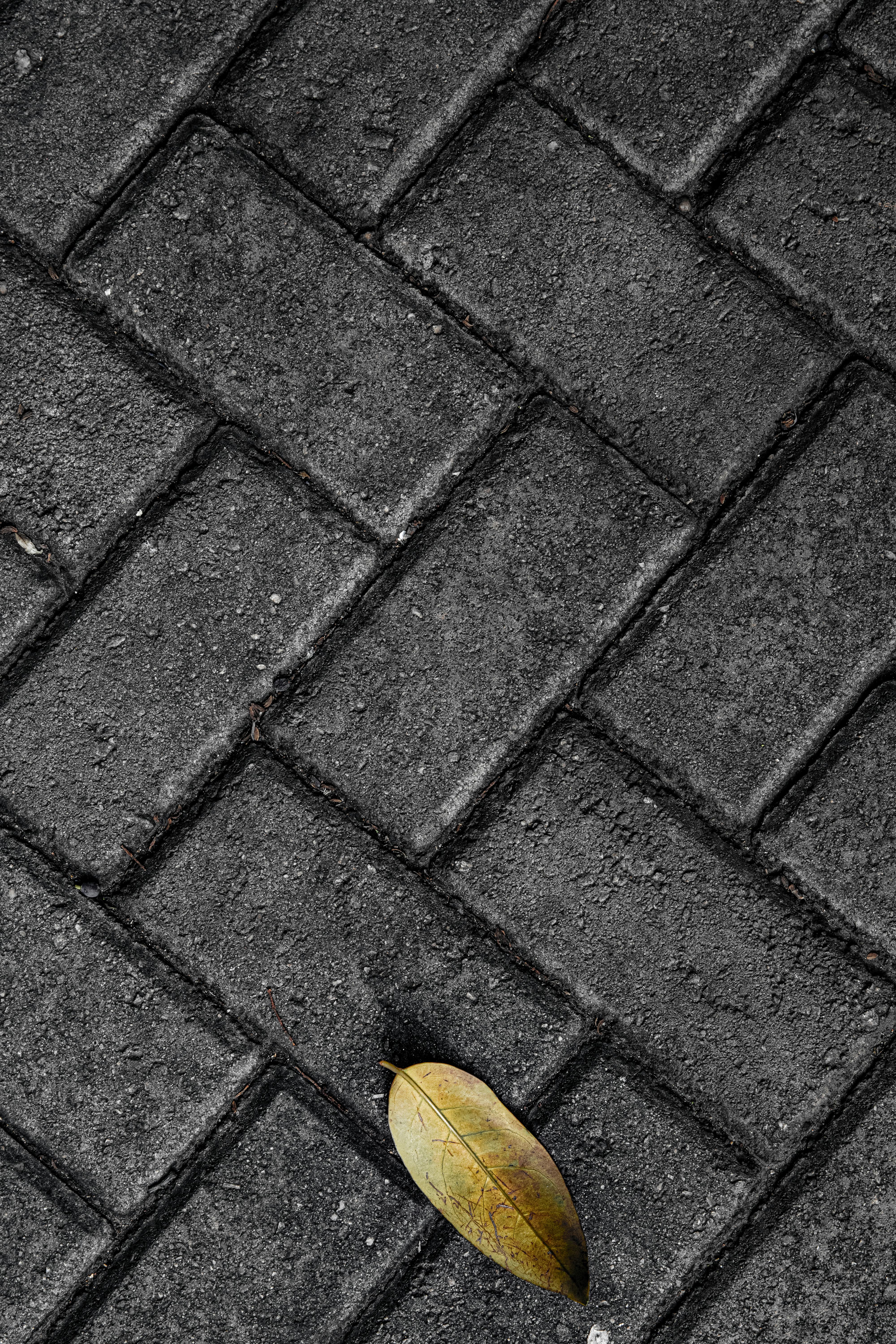 Leaf on Pavement · Free Stock Photo