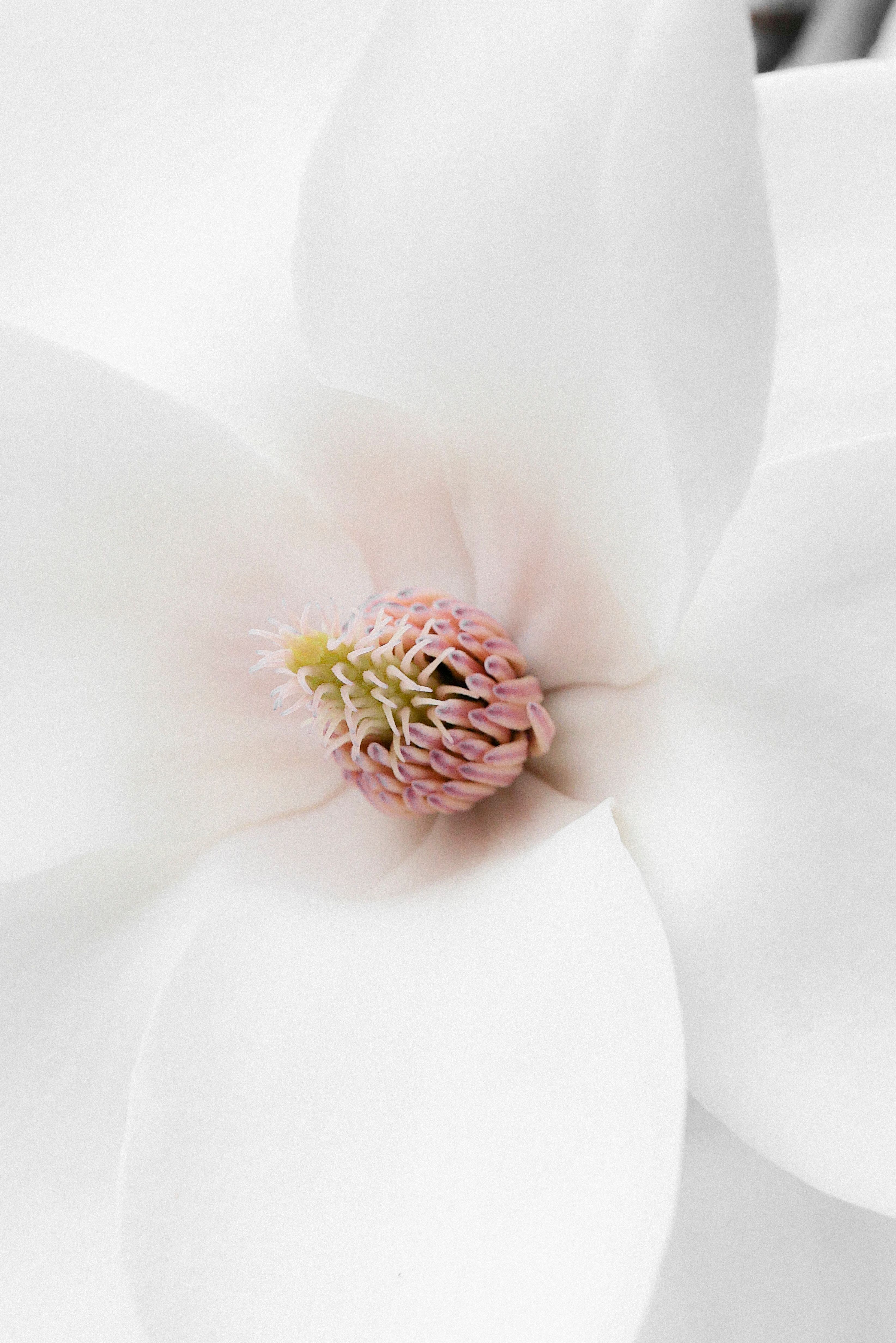 White Flowers in Bloom · Free Stock Photo