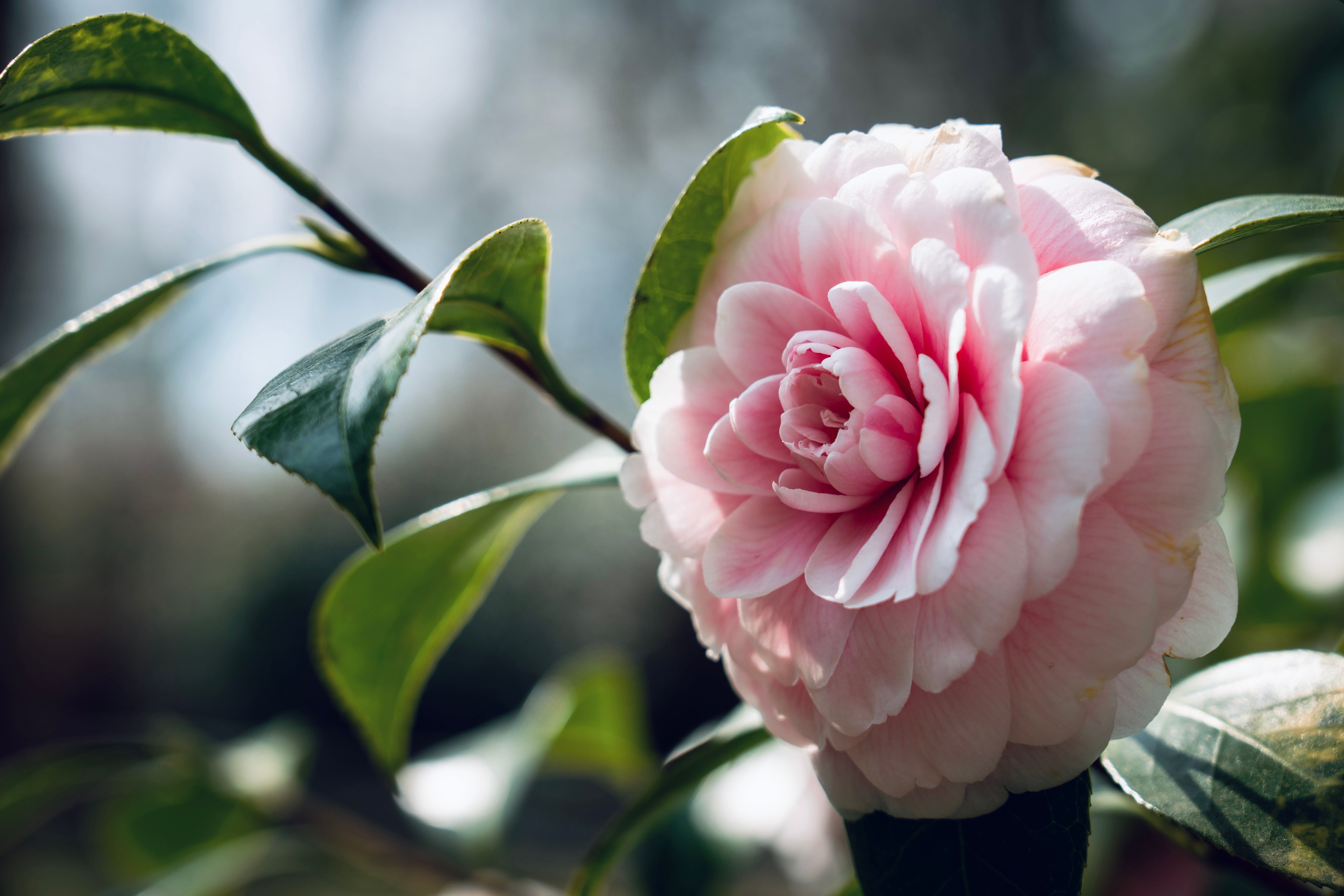 Close-up of a Pink Camellia Flower · Free Stock Photo
