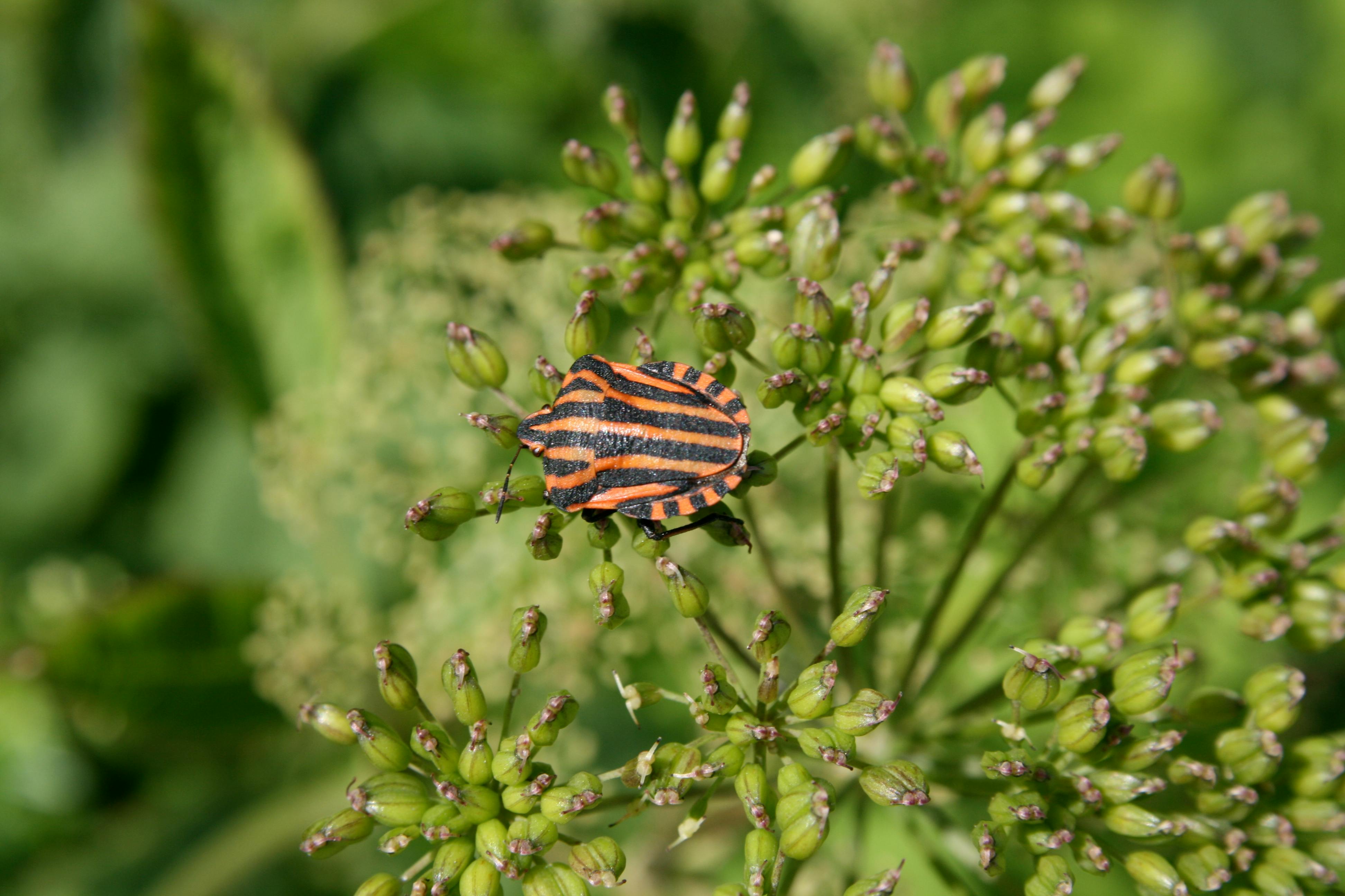 Rode en zwarte Italiaanse Gestreepte Kever · Free Stock Photo