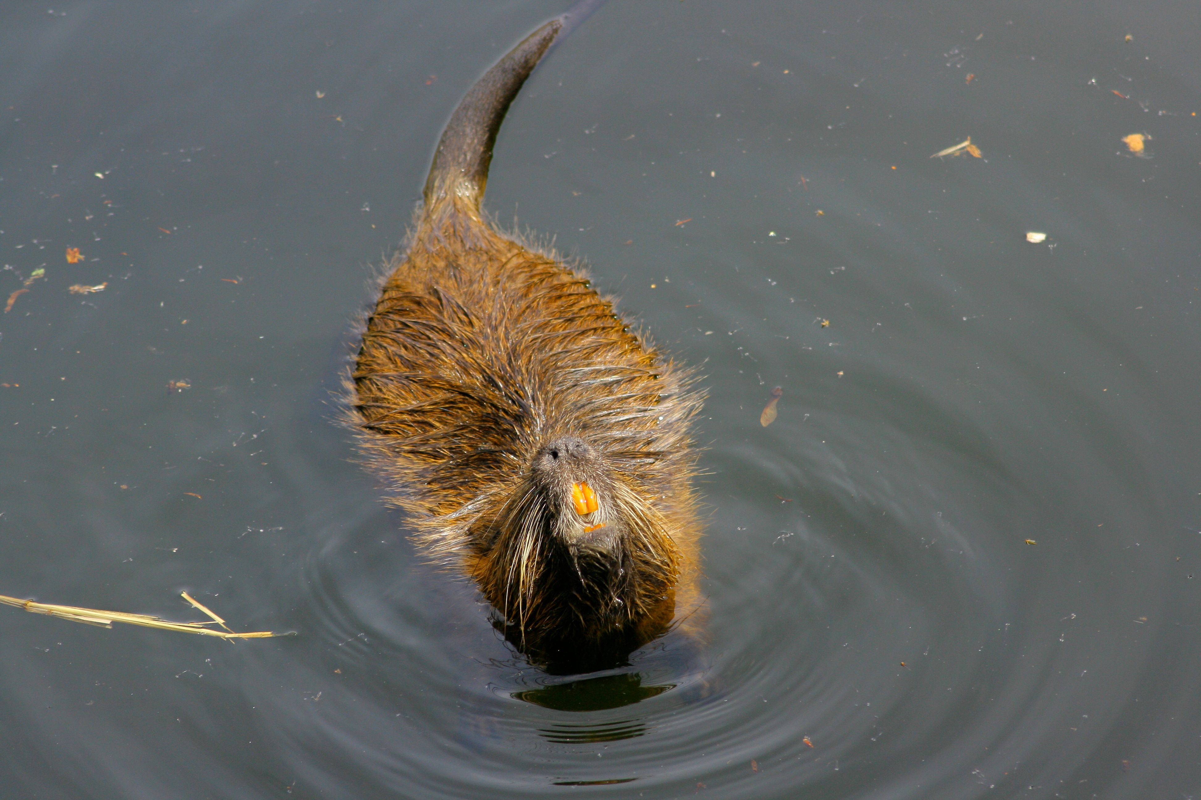 Close-up of a Nutria in the Water · Free Stock Photo