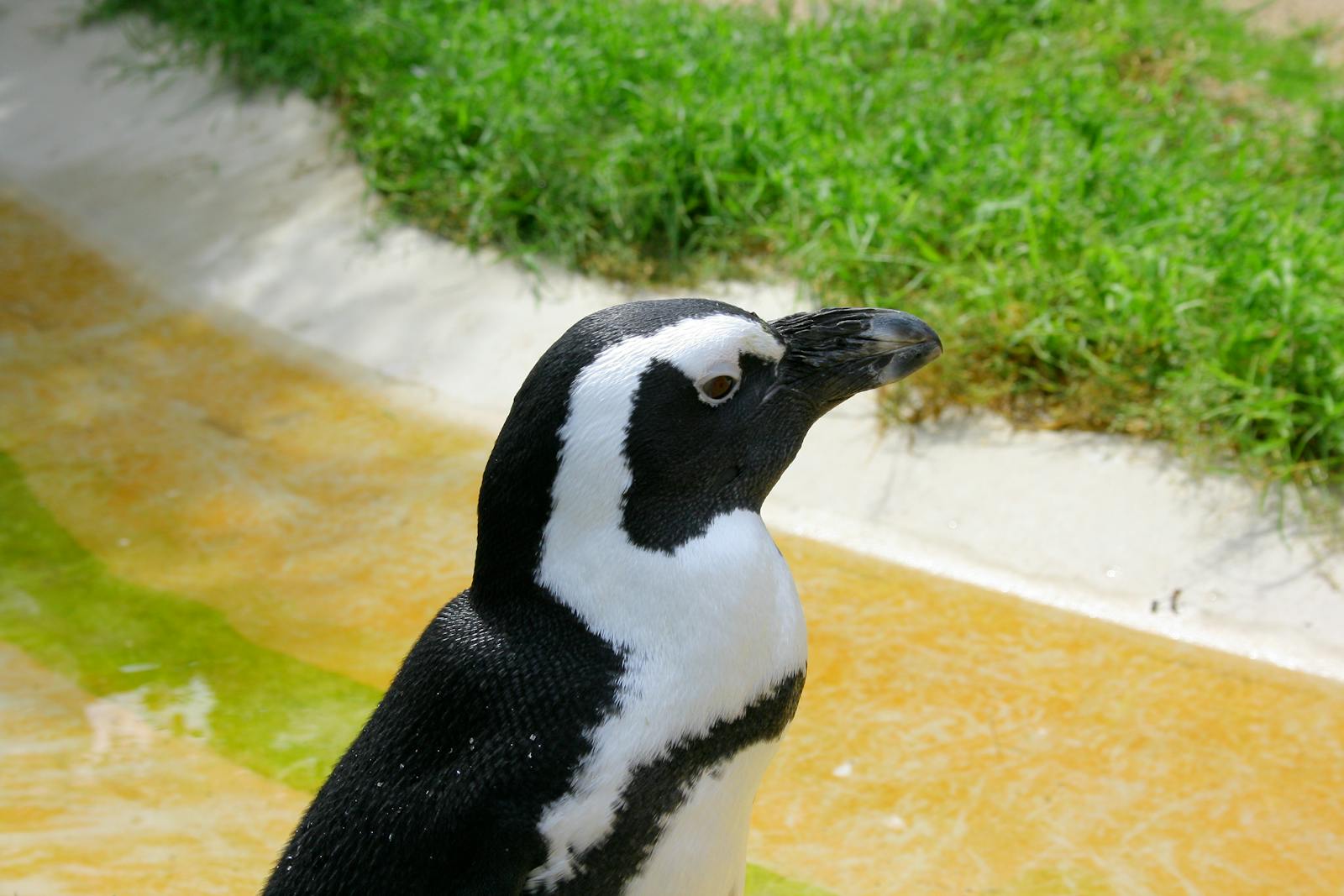 Desktop Wallpaper Penguin Photos, Download The BEST Free Desktop ...