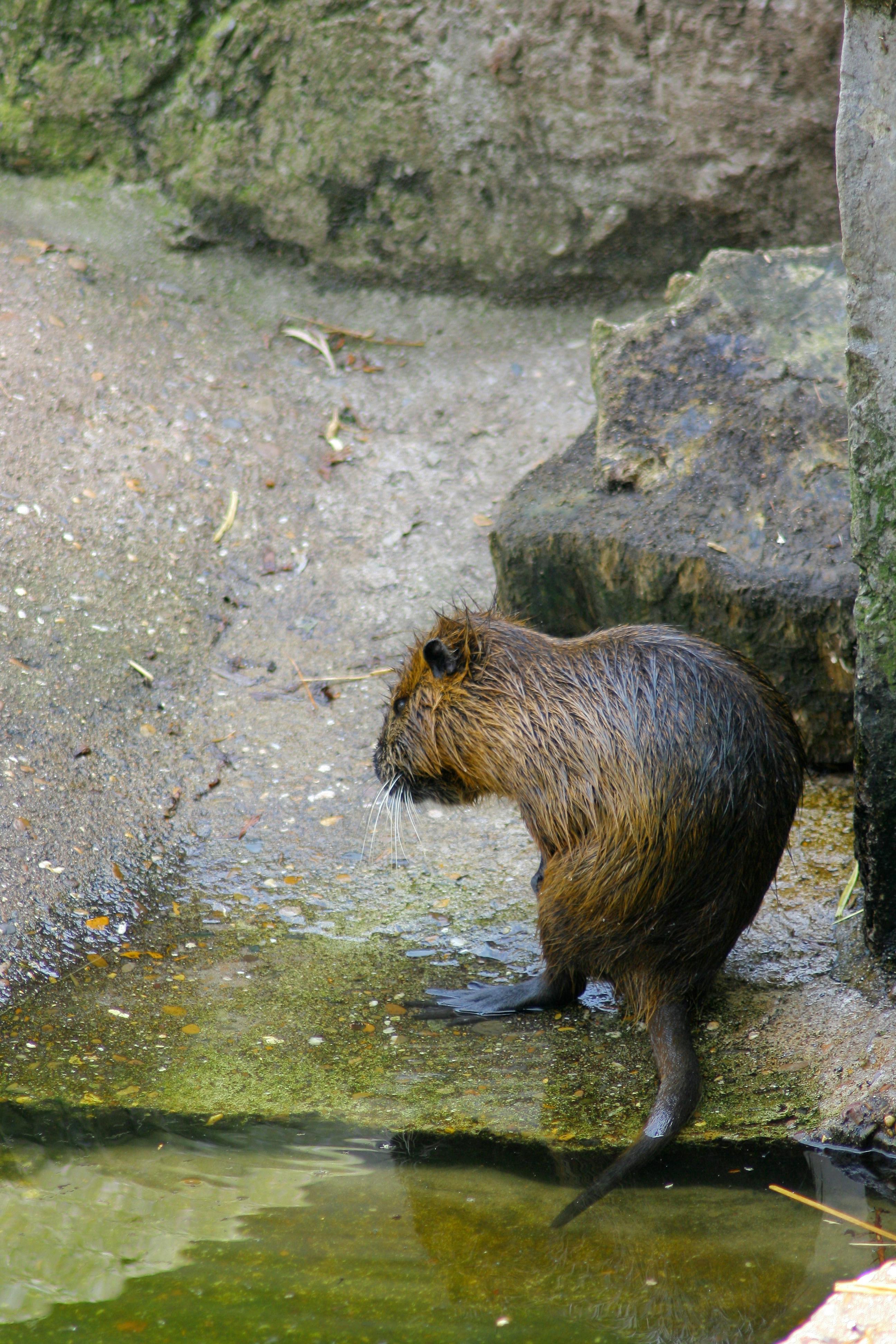 Nutria Photos, Download The BEST Free Nutria Stock Photos & HD Images