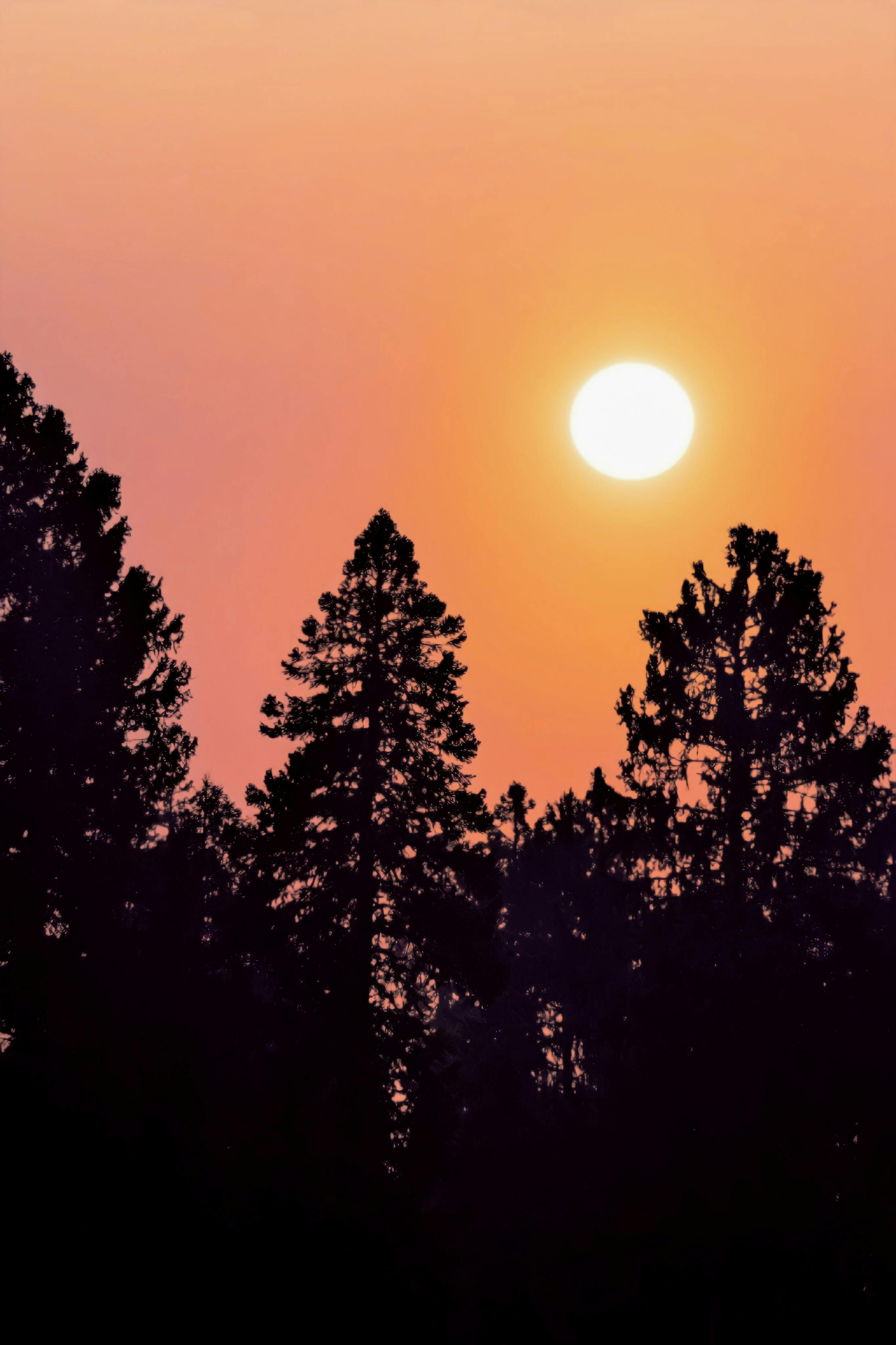 Sun on Clear Sky over Trees at Sunset · Free Stock Photo