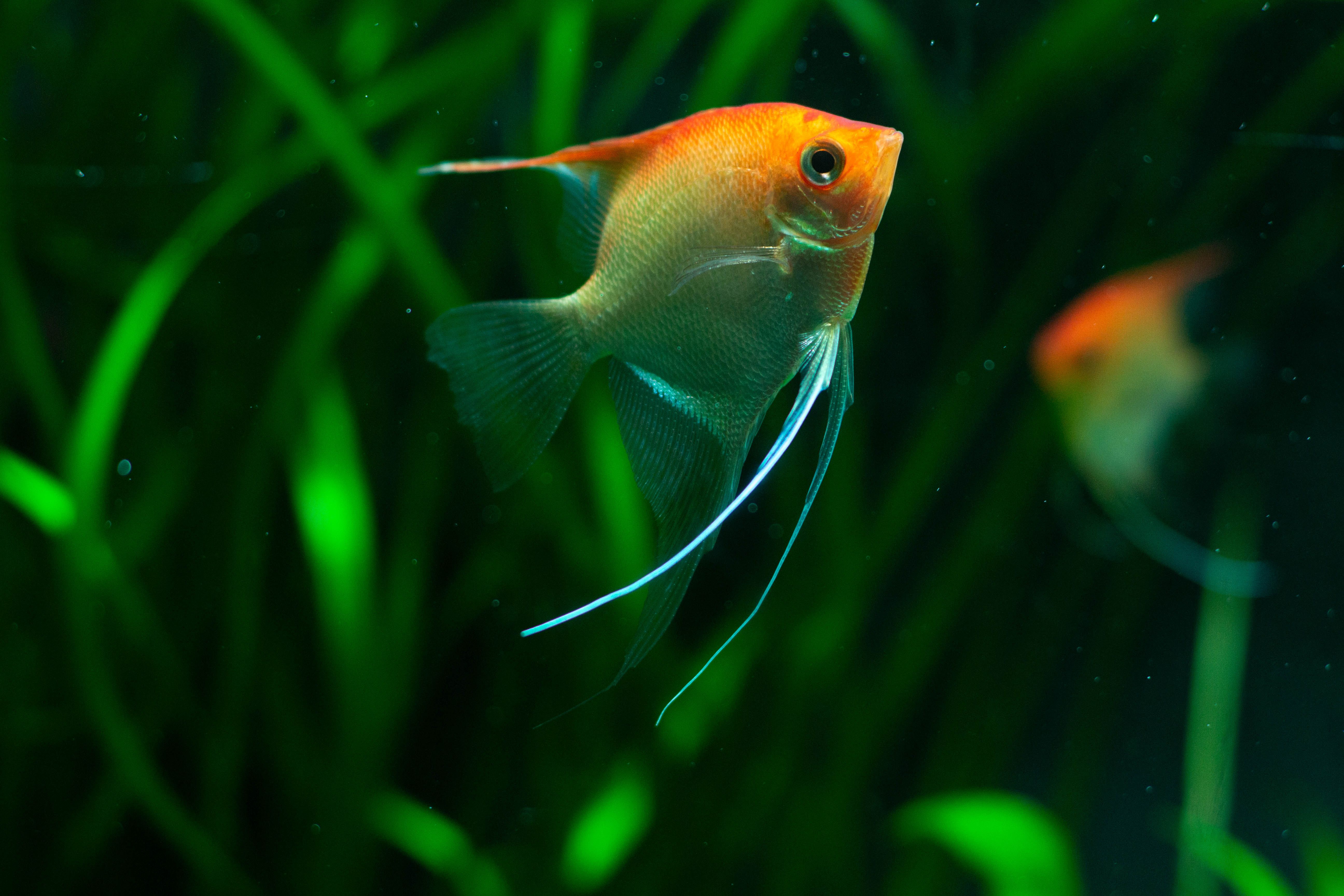 Foto de stock gratuita sobre acuario, acuario de kuala lumpur, acuario ...