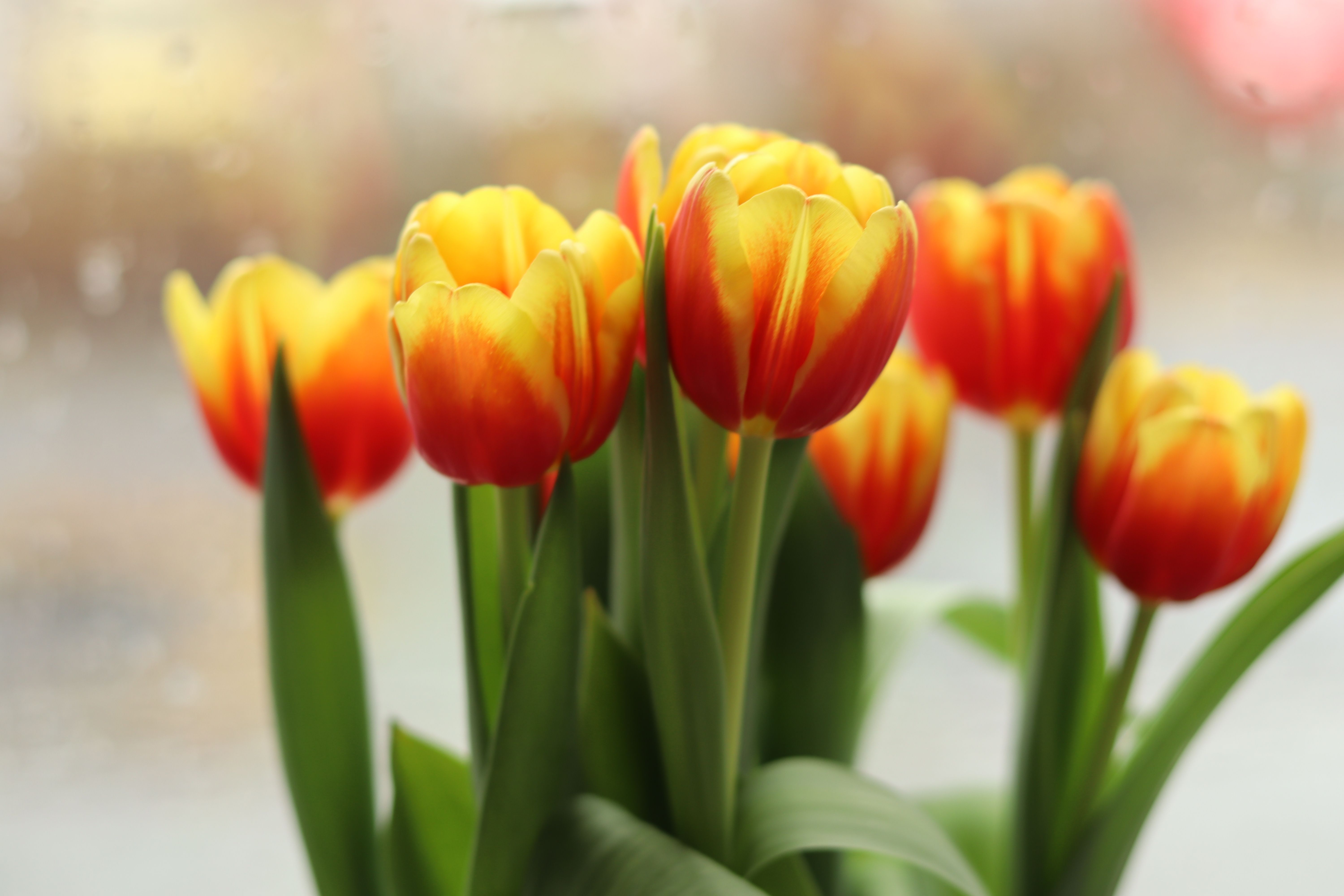 Close-up of Orange and Yellow Tulips · Free Stock Photo