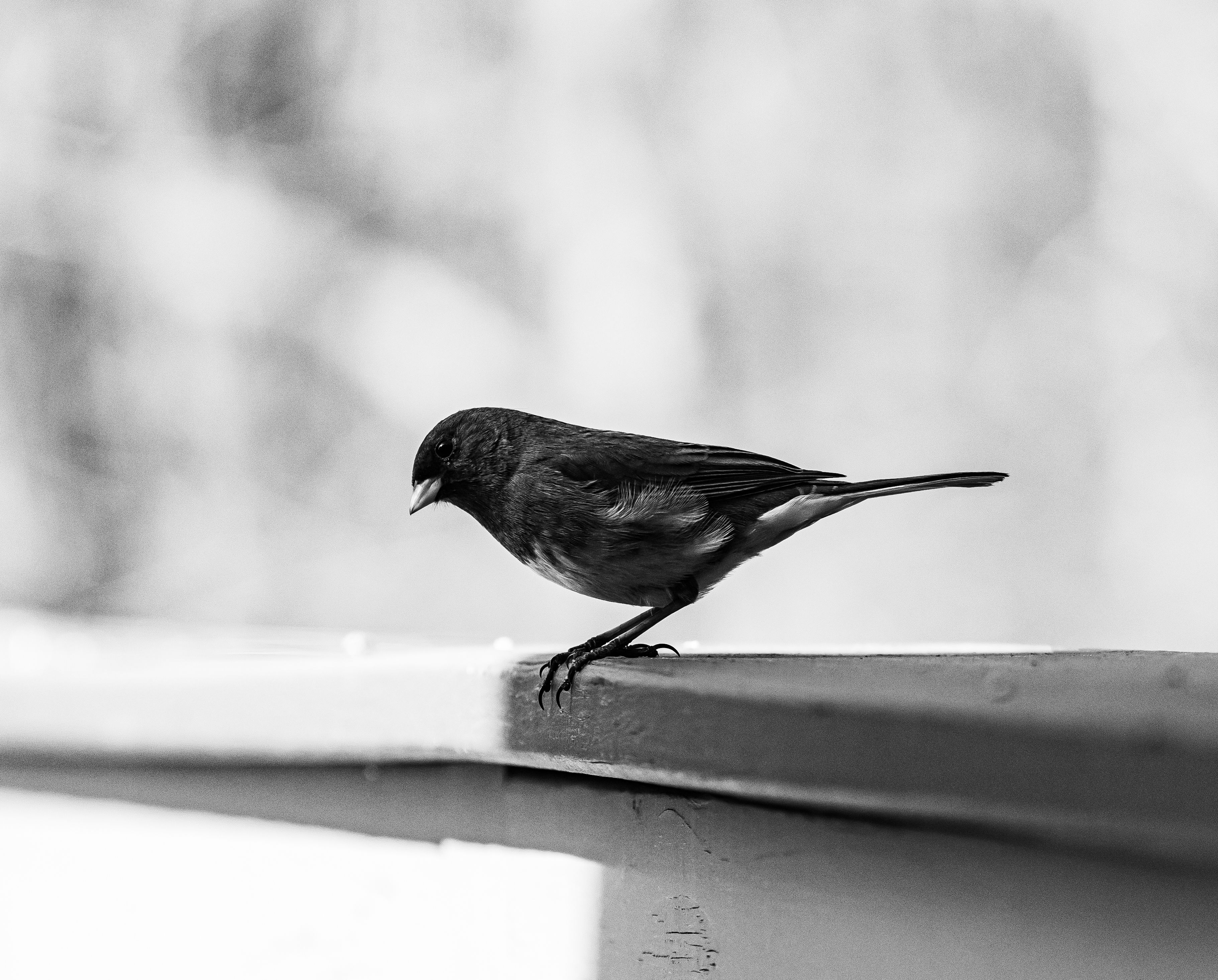 Dark-Eyed Junco in Black and White · Free Stock Photo