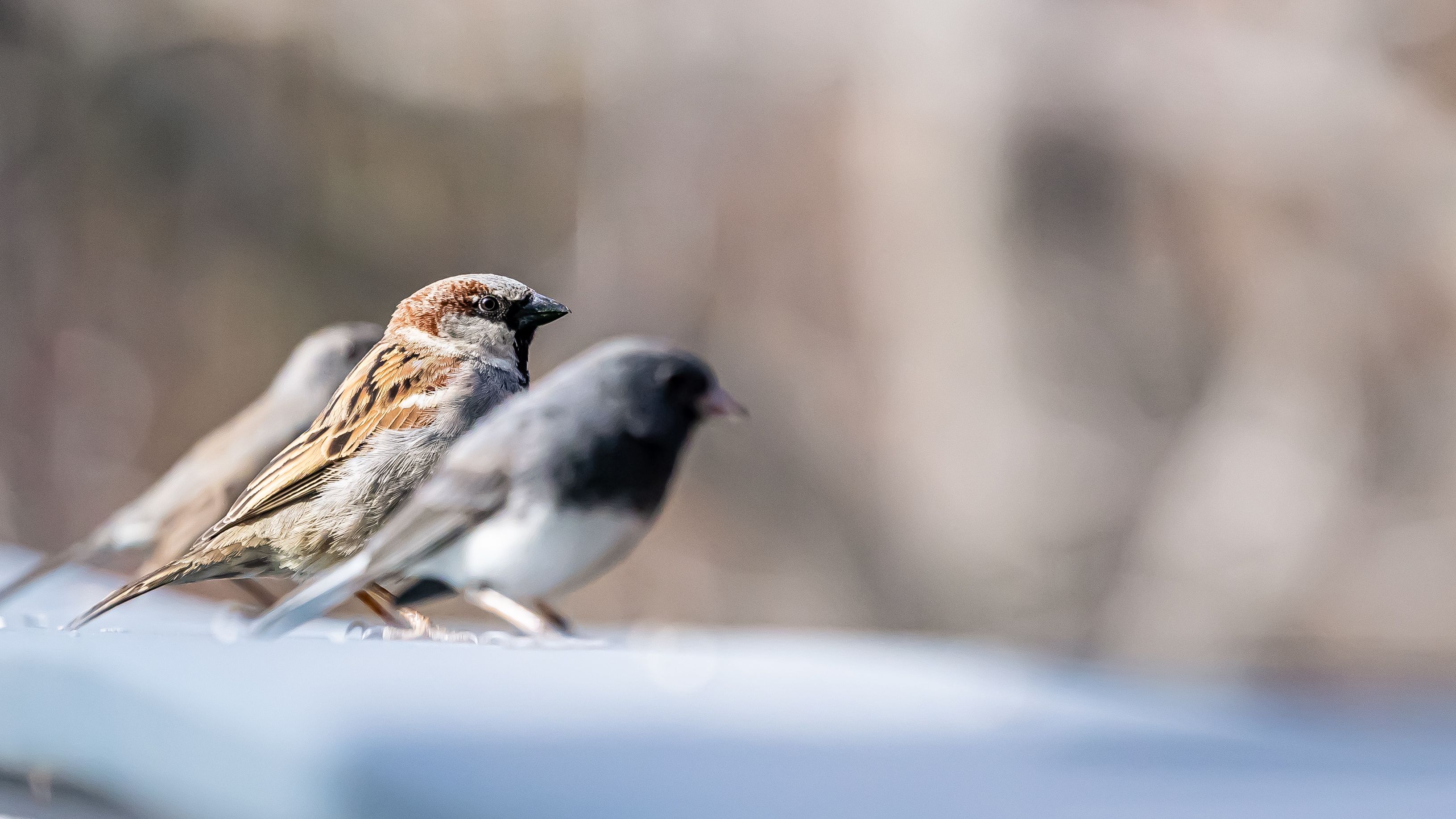 Two Sparrows on Branch Close-up Photography · Free Stock Photo