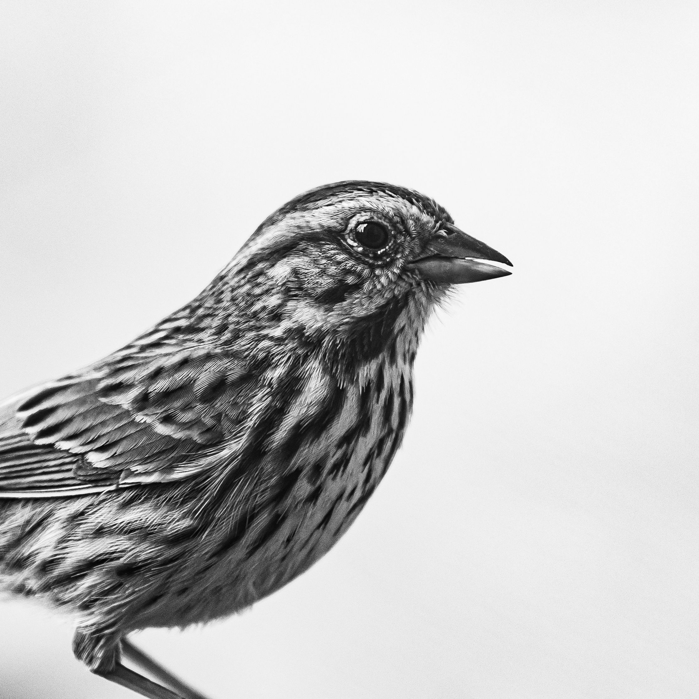 Sparrow in Black and White · Free Stock Photo