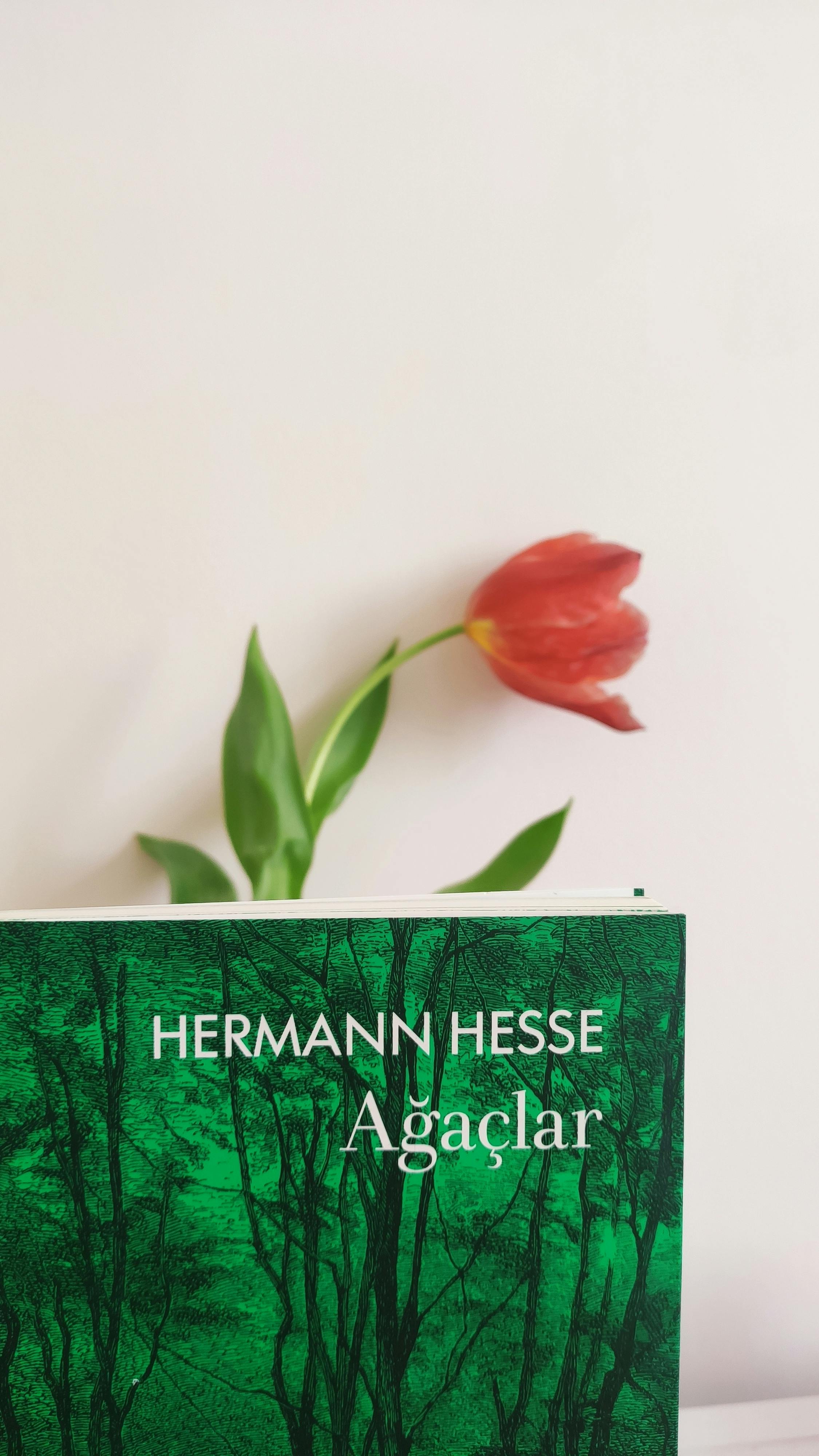 Tulip Cover Photos, Download The BEST Free Tulip Cover Stock Photos ...