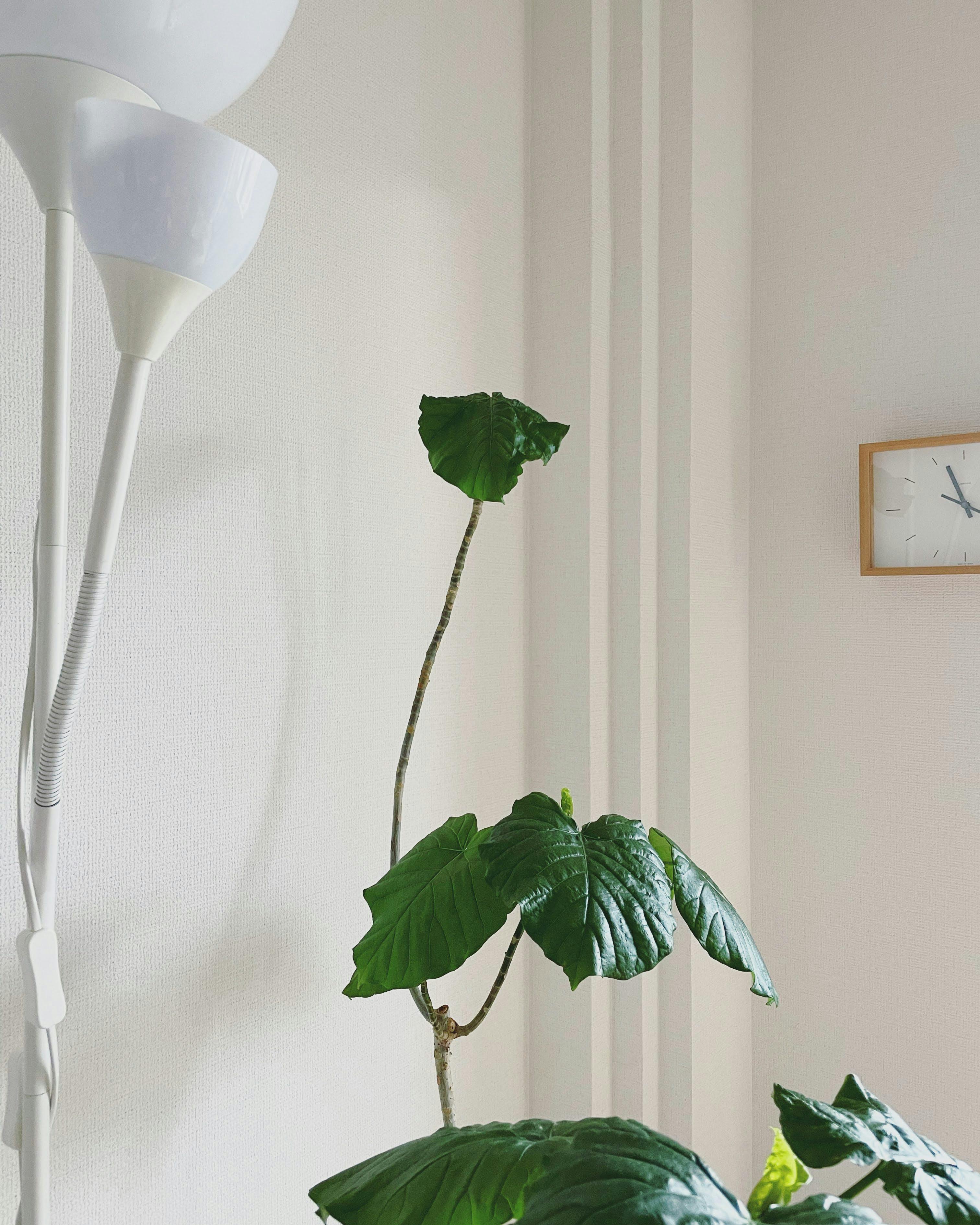 Big Foliage Plant in Home · Free Stock Photo