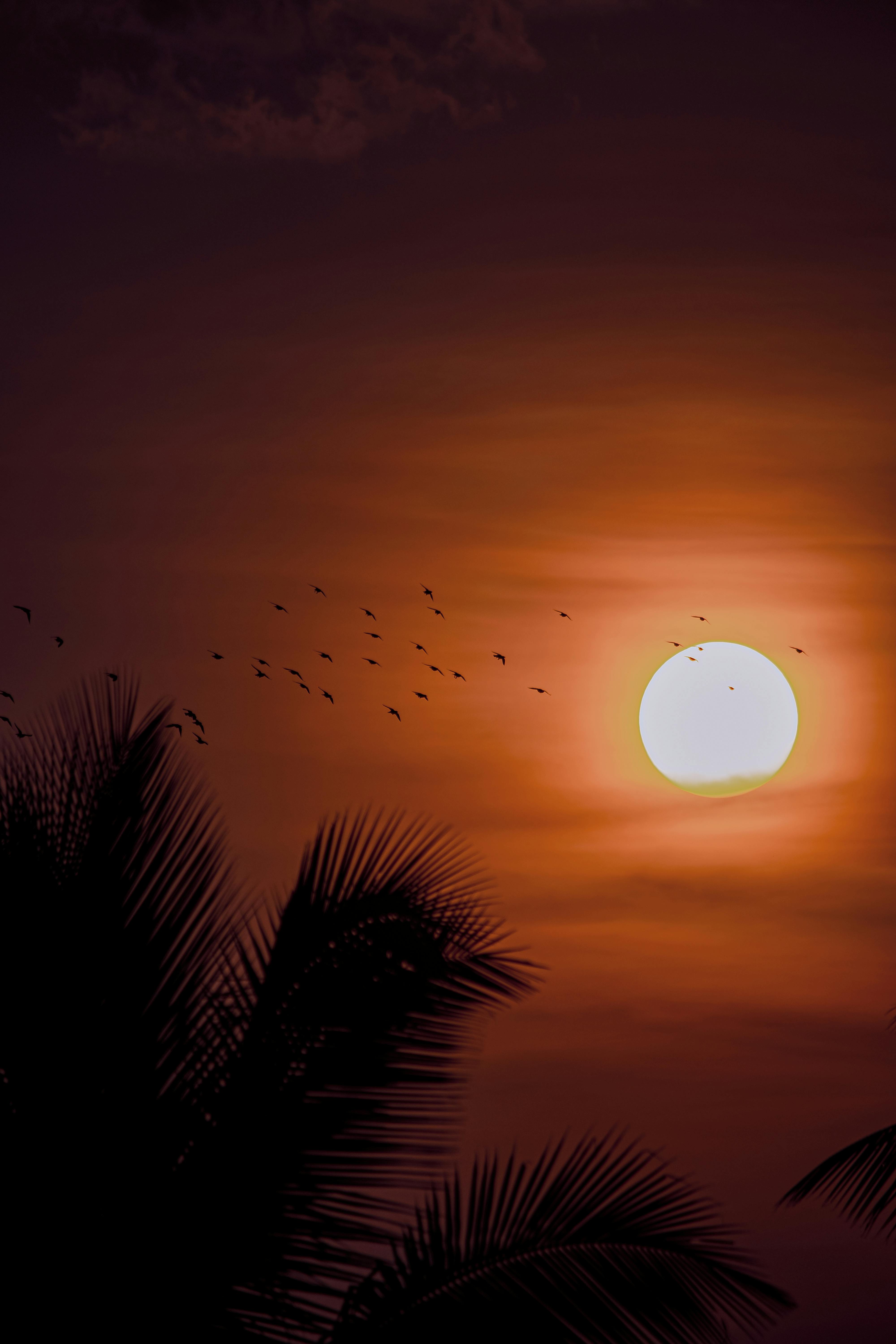 Birds Flying on Sky at Sunset · Free Stock Photo