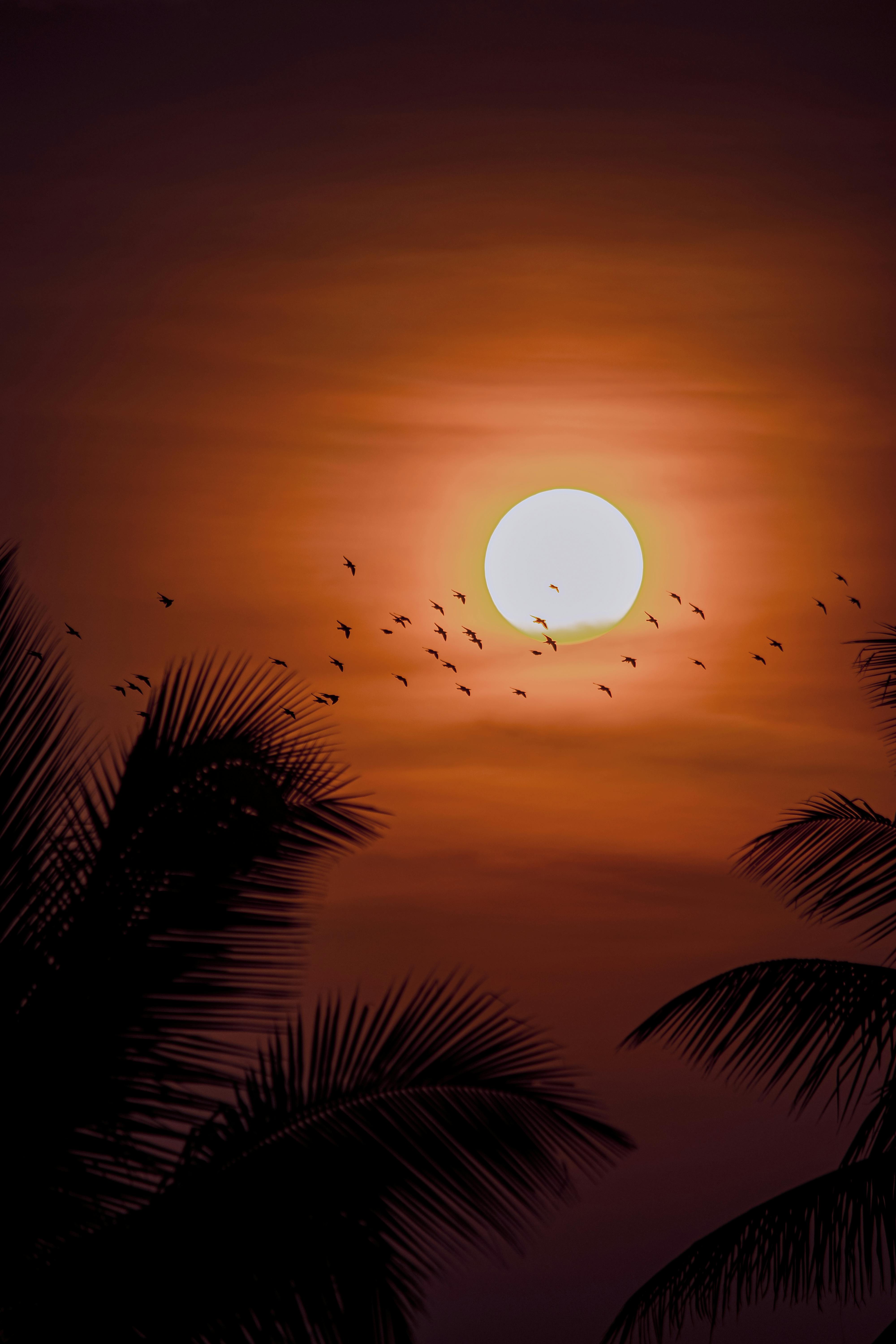 Sun Birds Full Screen Images Photos, Download The BEST Free Sun Birds ...